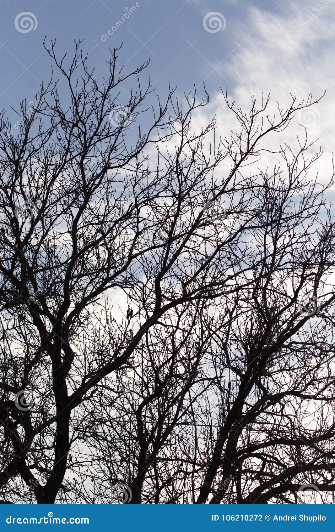 Tree with Bare Branches at Sunset Stock Photo - Image of wood, blue ...