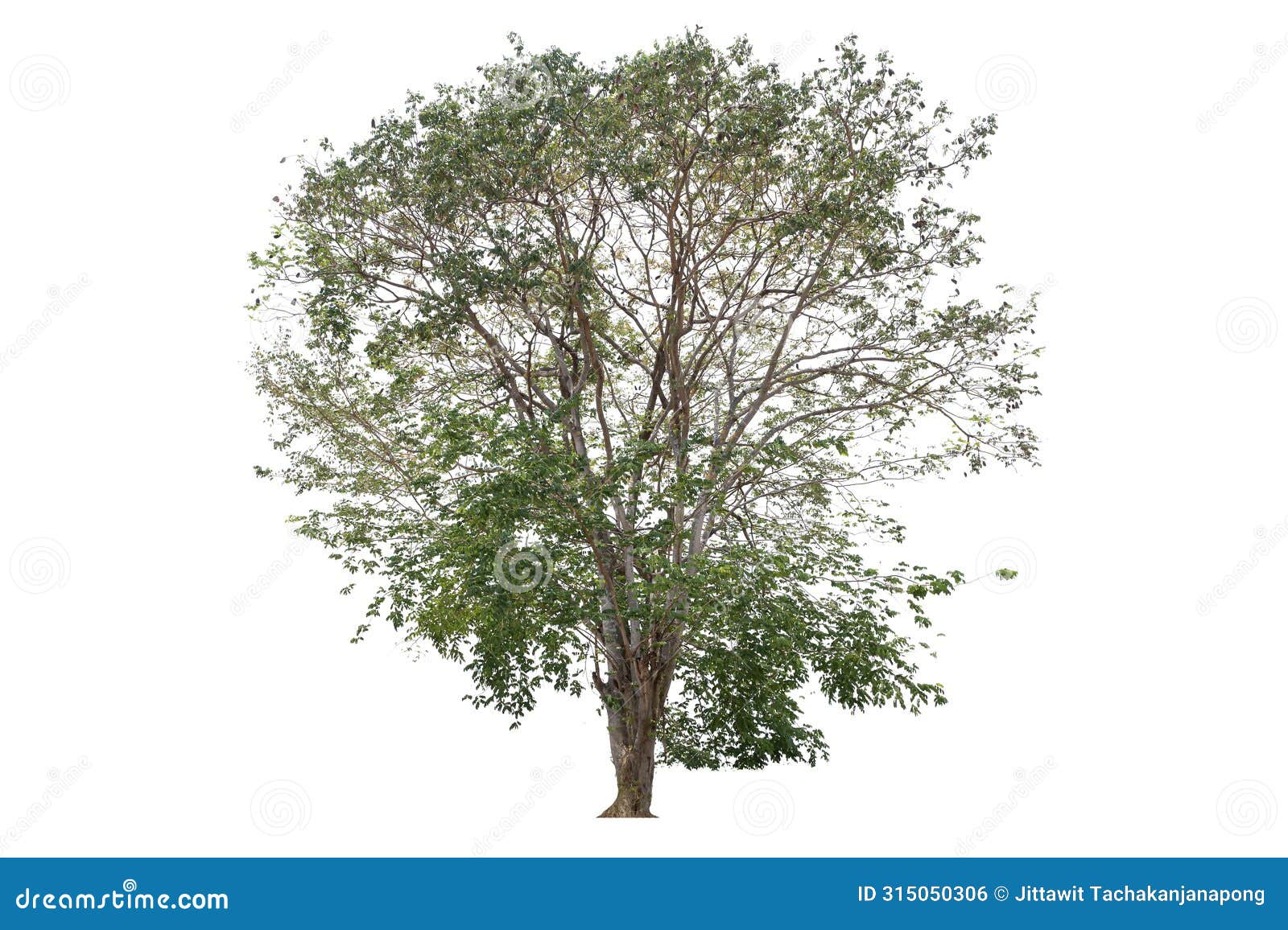 The Tree is Bare and Has No Leaves, Giving it a Desolate and Lonely ...