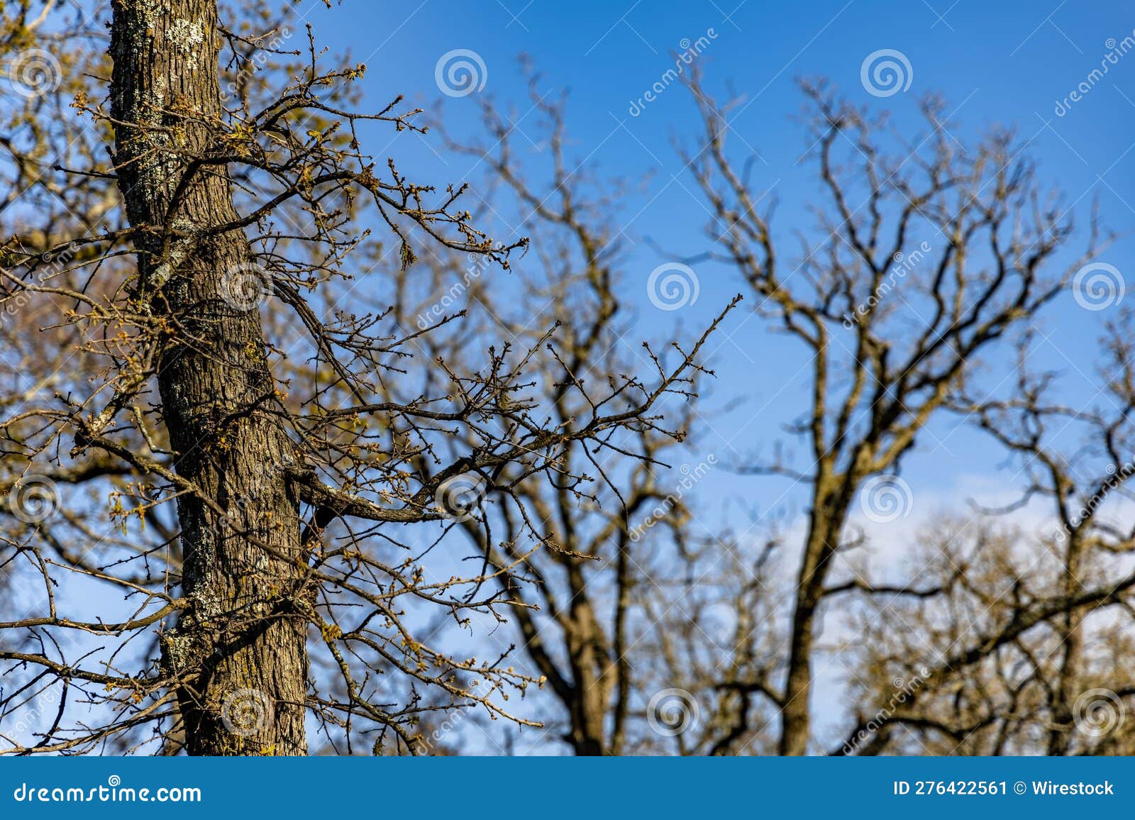 The Tree is Bare and Needs Some Leaves in Winter Season Stock Image ...