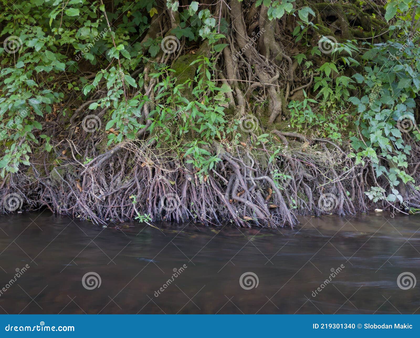 Tree with Bare Roots on Riverbank, Stream Washed Soil, Fluvial Erosion ...