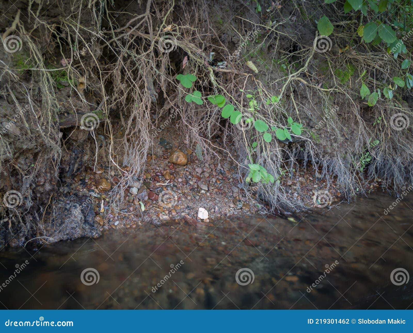Tree with Bare Roots on Riverbank, Stream Washed Soil, Fluvial Erosion ...