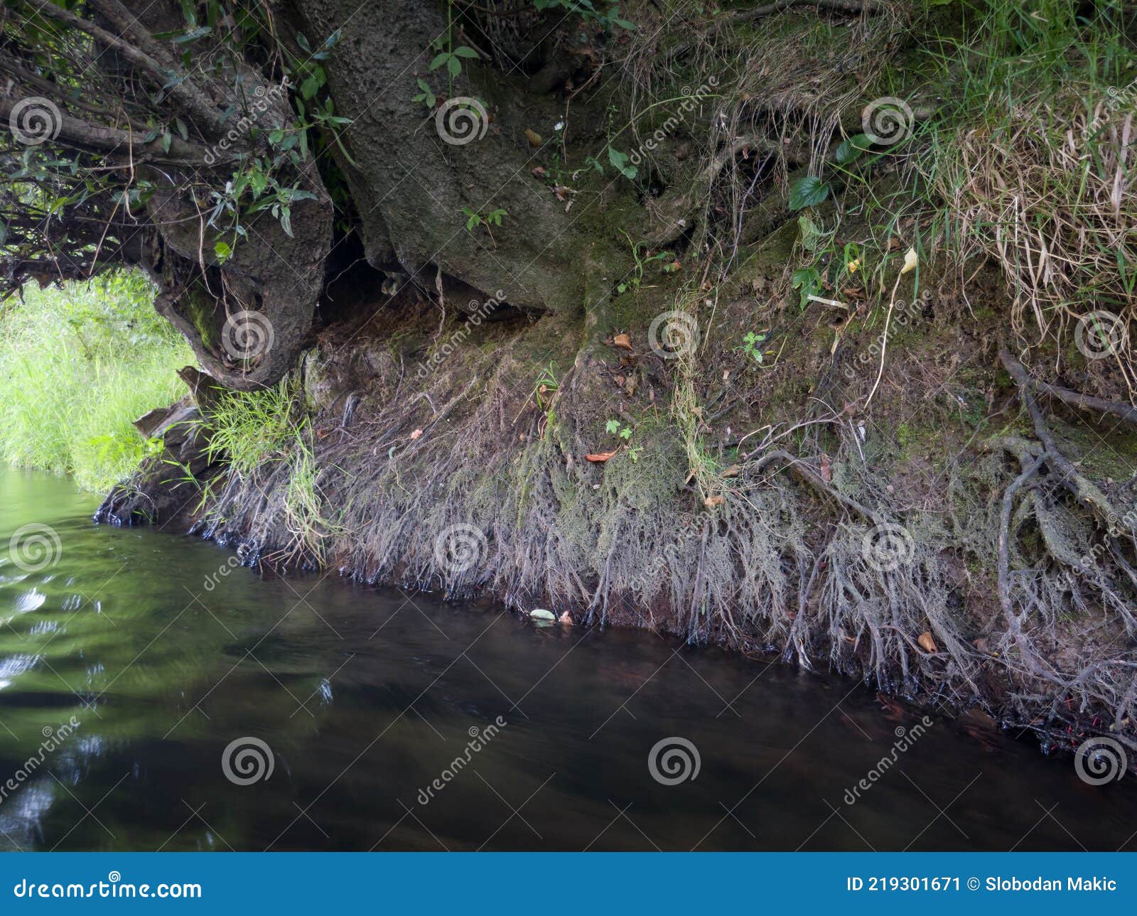 Tree with Bare Roots on Riverbank, Stream Washed Soil, Fluvial Erosion ...