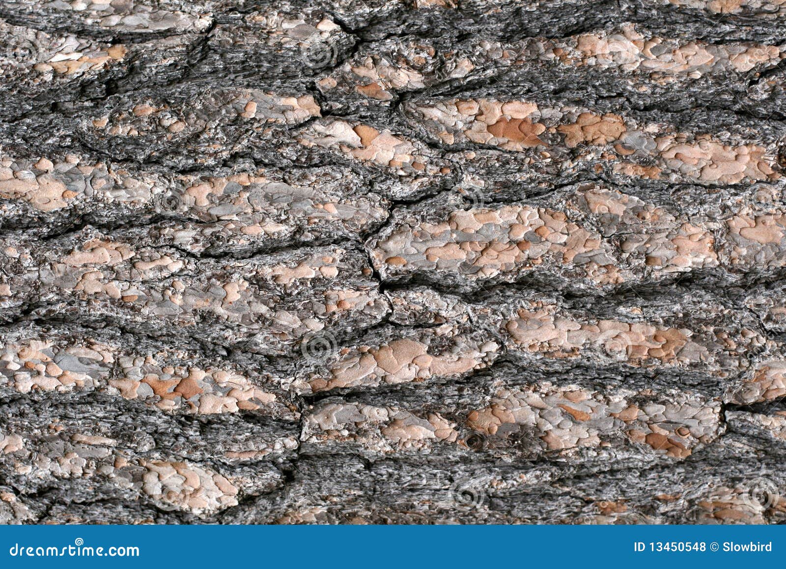 Tree bark stock photo. Image of corroded, corrosion, mouldy - 13450548