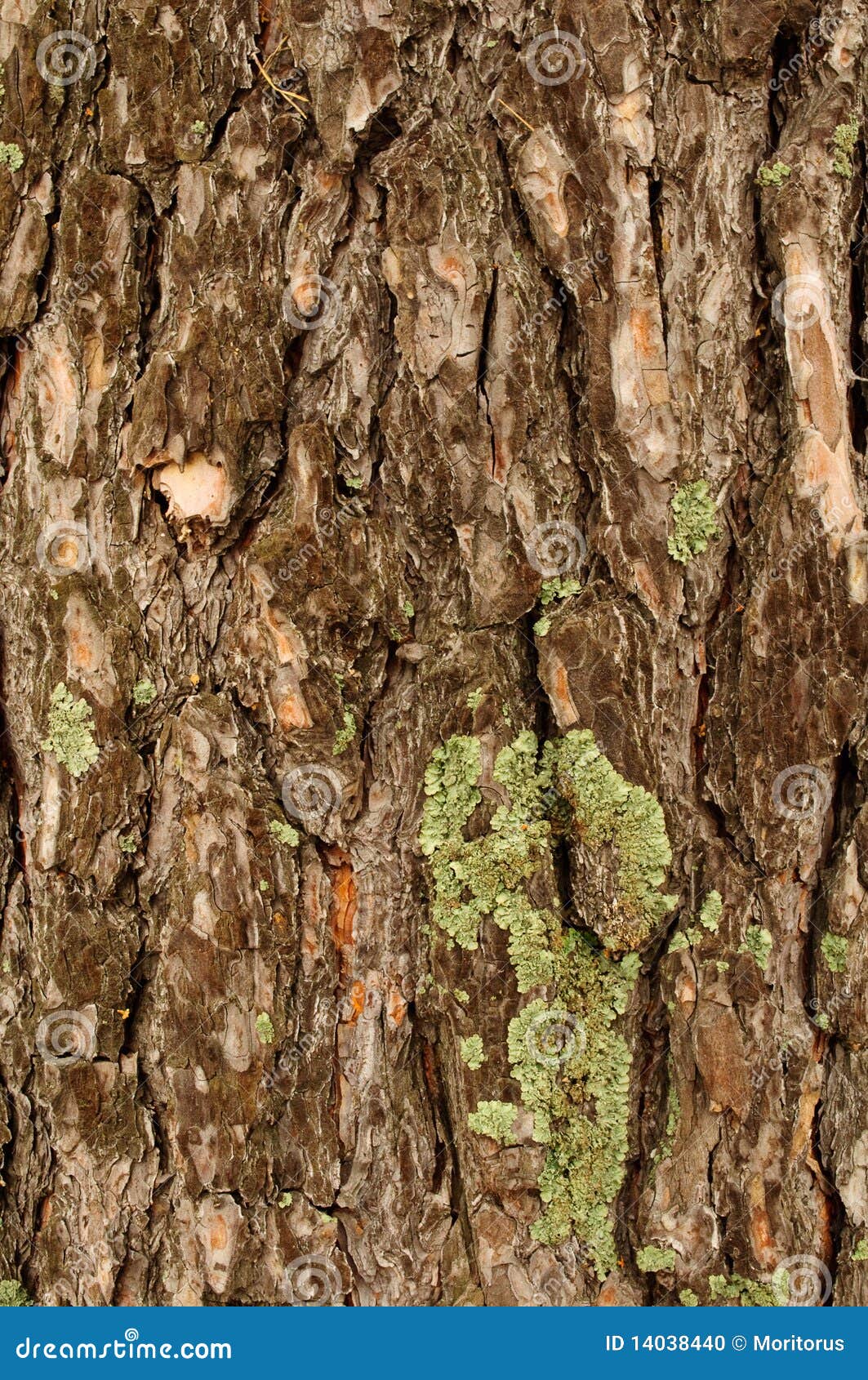 Tree bark stock photo. Image of trunk, pine, dirty, rough - 14038440