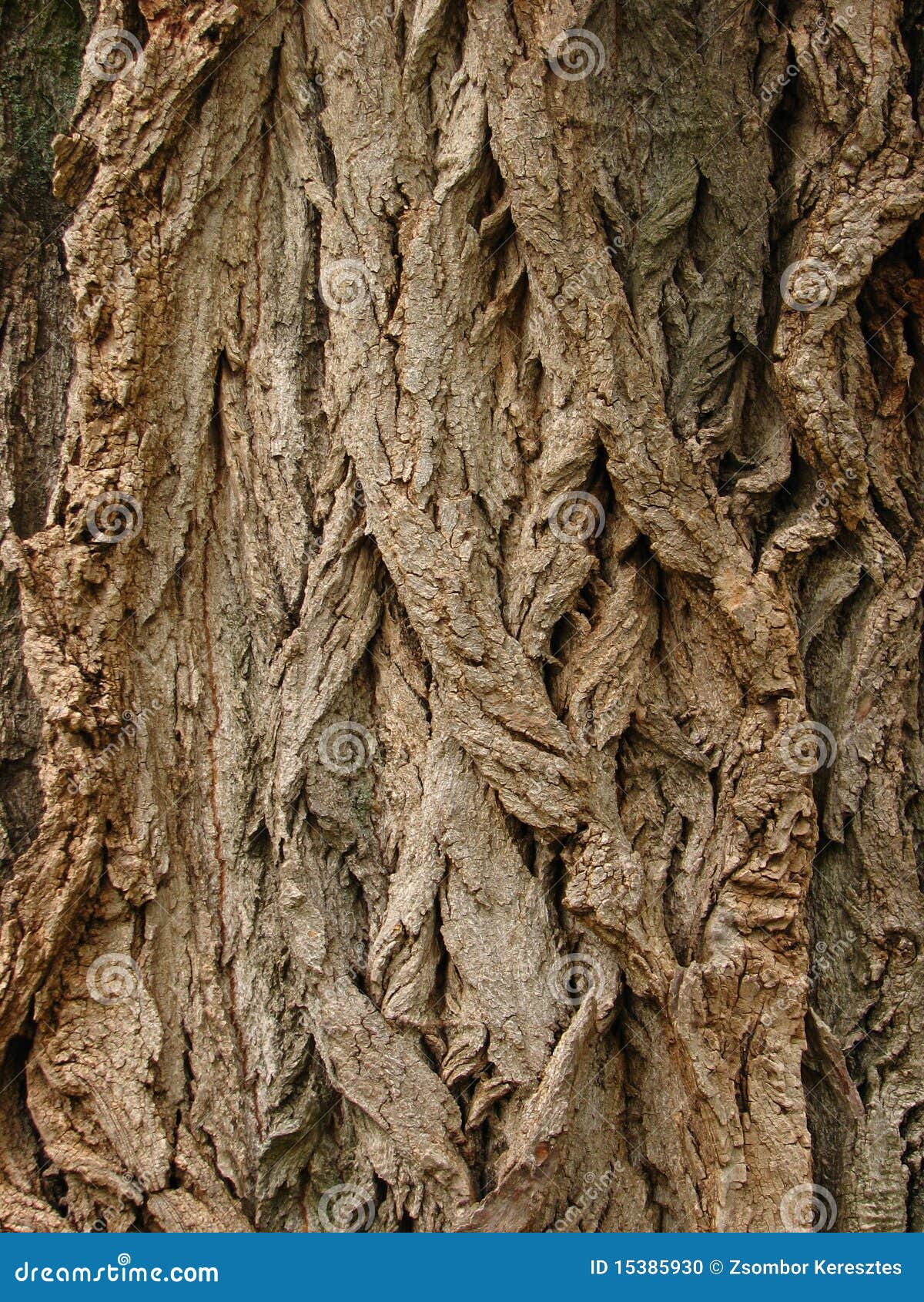 Tree Bark stock photo. Image of timber, lime, textured - 15385930