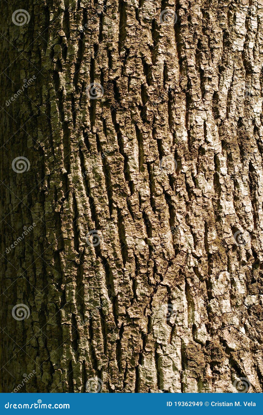 Tree bark stock image. Image of rugged, trunk, wooden - 19362949