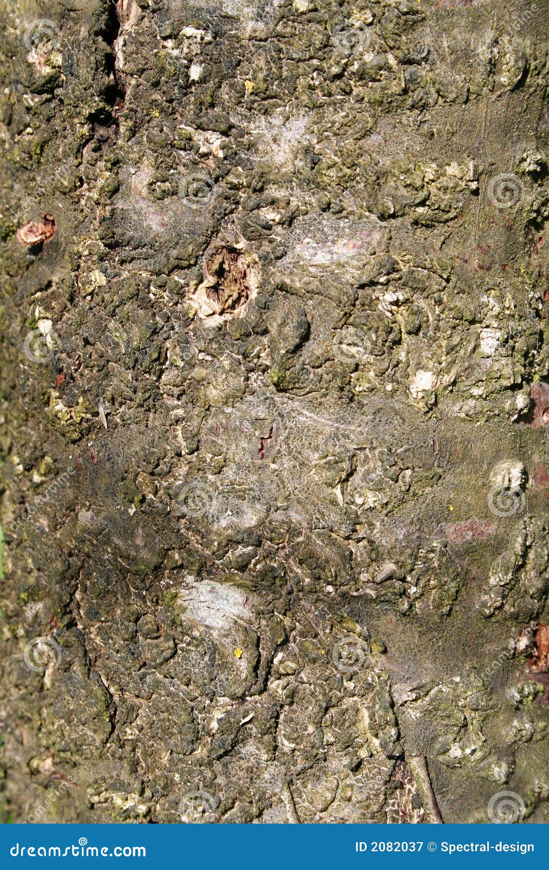 Tree Bark stock illustration. Illustration of pattern - 2082037