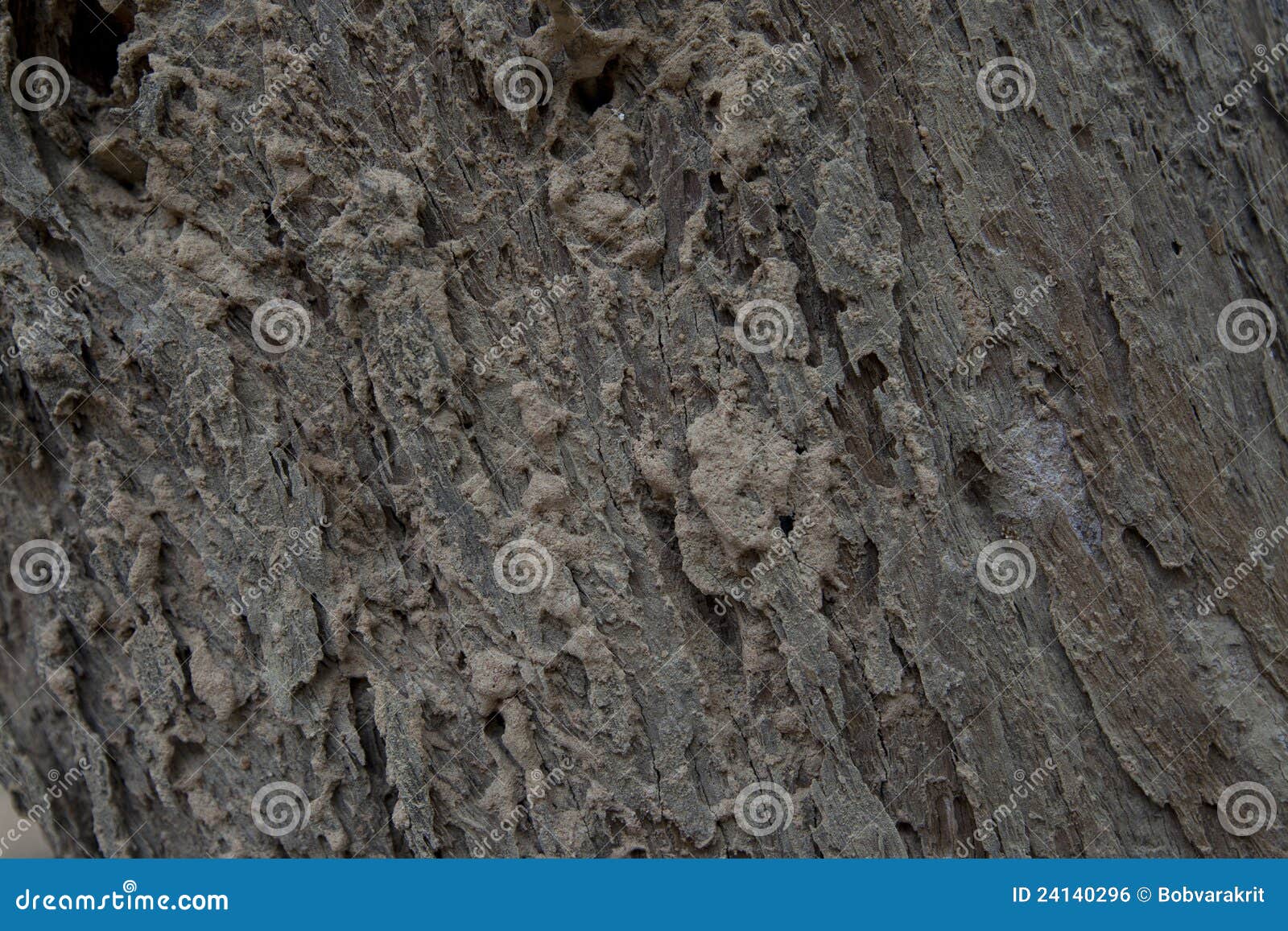 Tree bark stock photo. Image of forest, tree, plant, bark - 24140296