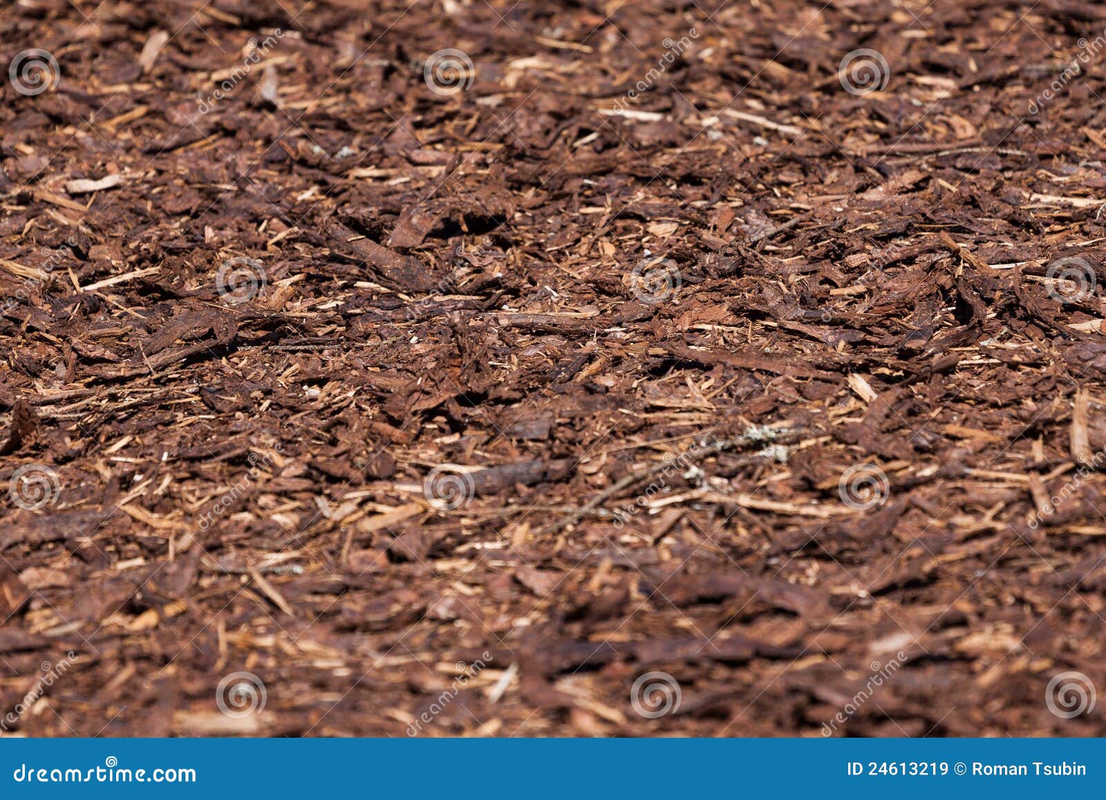 Tree bark stock image. Image of shave, lumber, pattern - 24613219