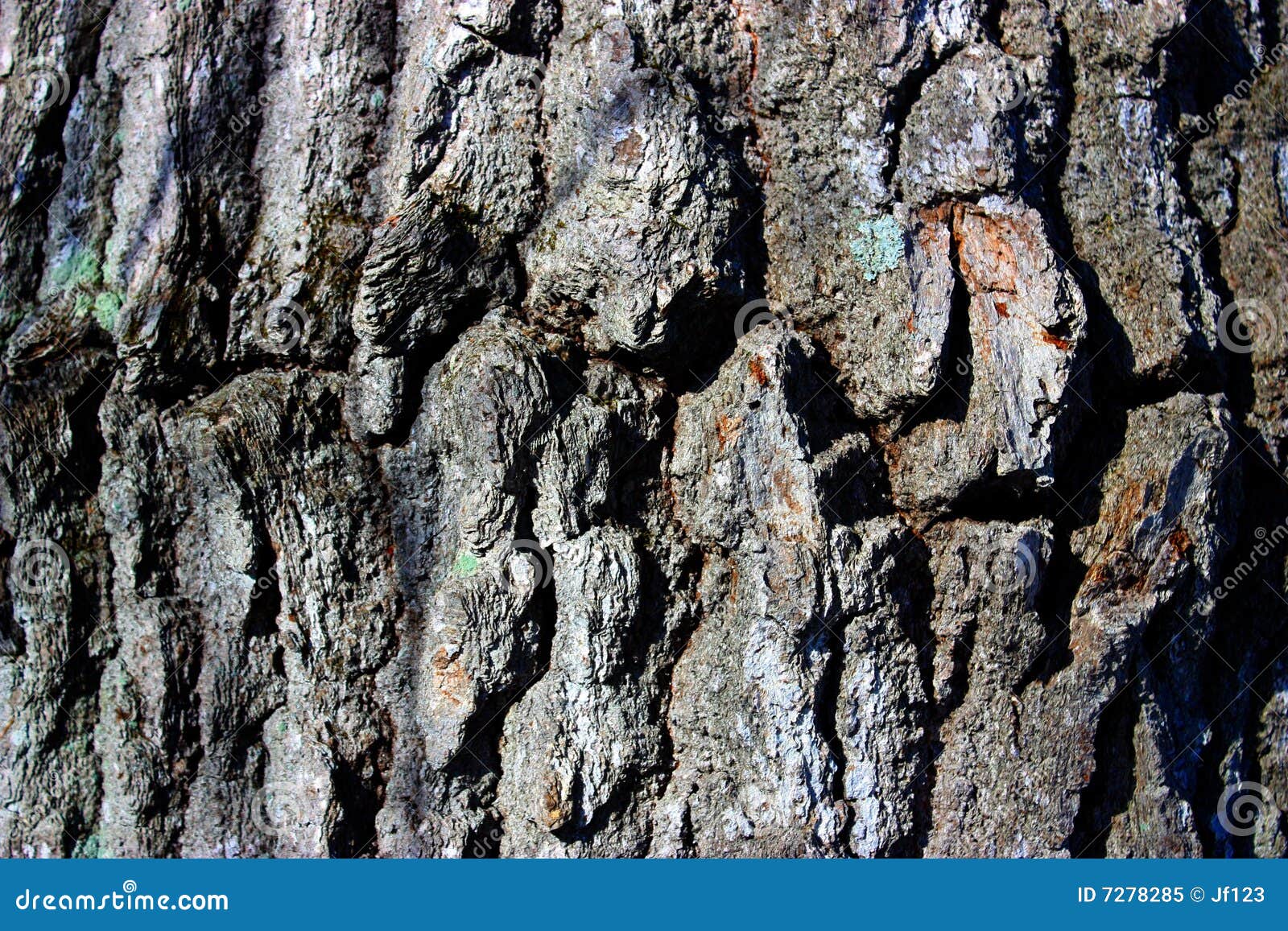 True Mosses Or Also Called Leaf Moss Or Bryophyta Stock Photography ...