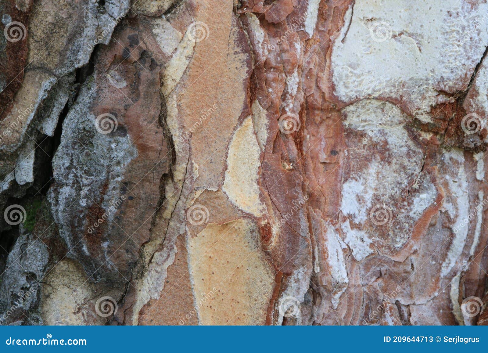 Tree Bark. Abstract Background Stock Image - Image of grain, outdoors ...