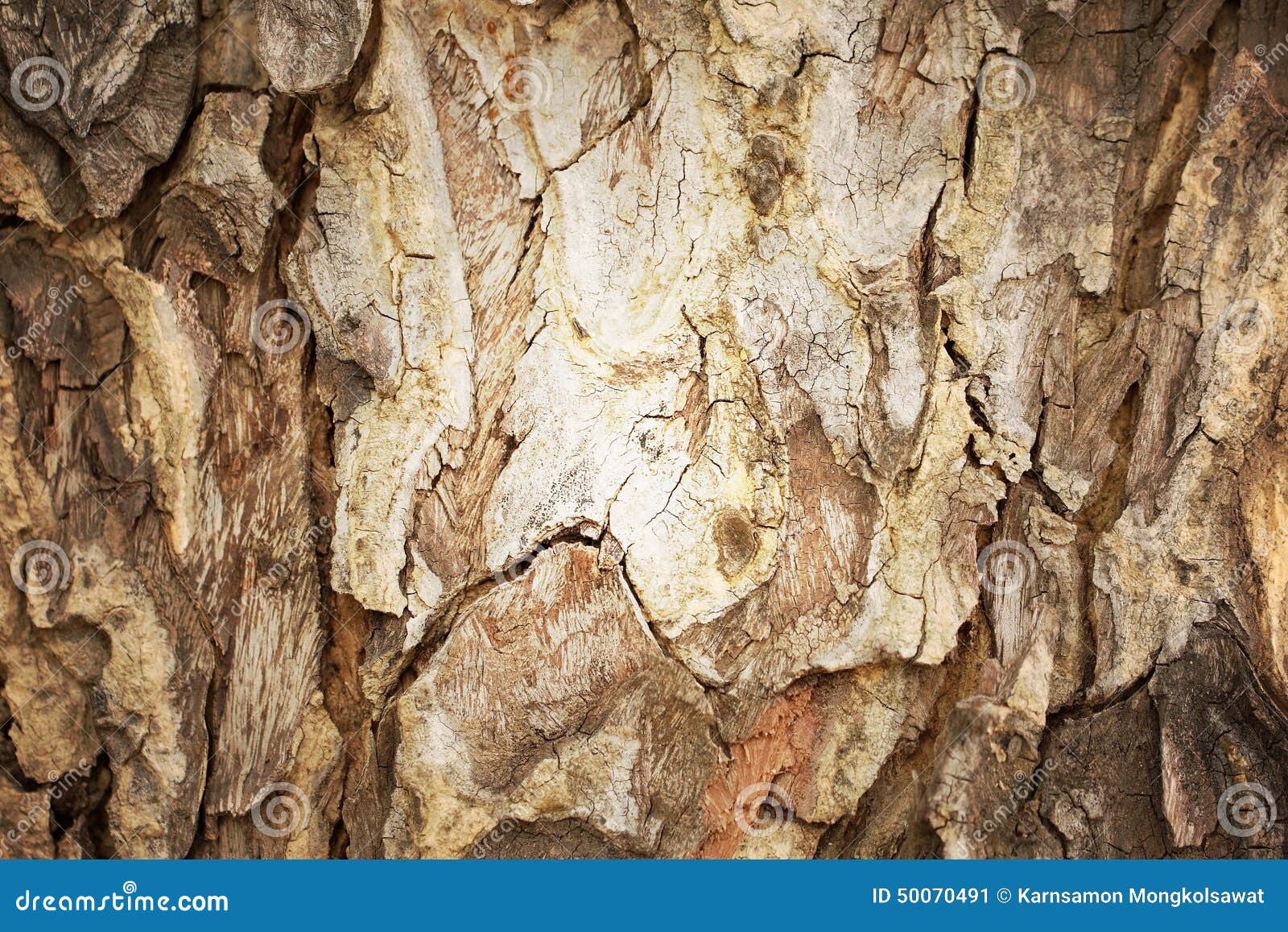 Tree Bark Abstract Background, Retro Style Process. Stock Image - Image ...
