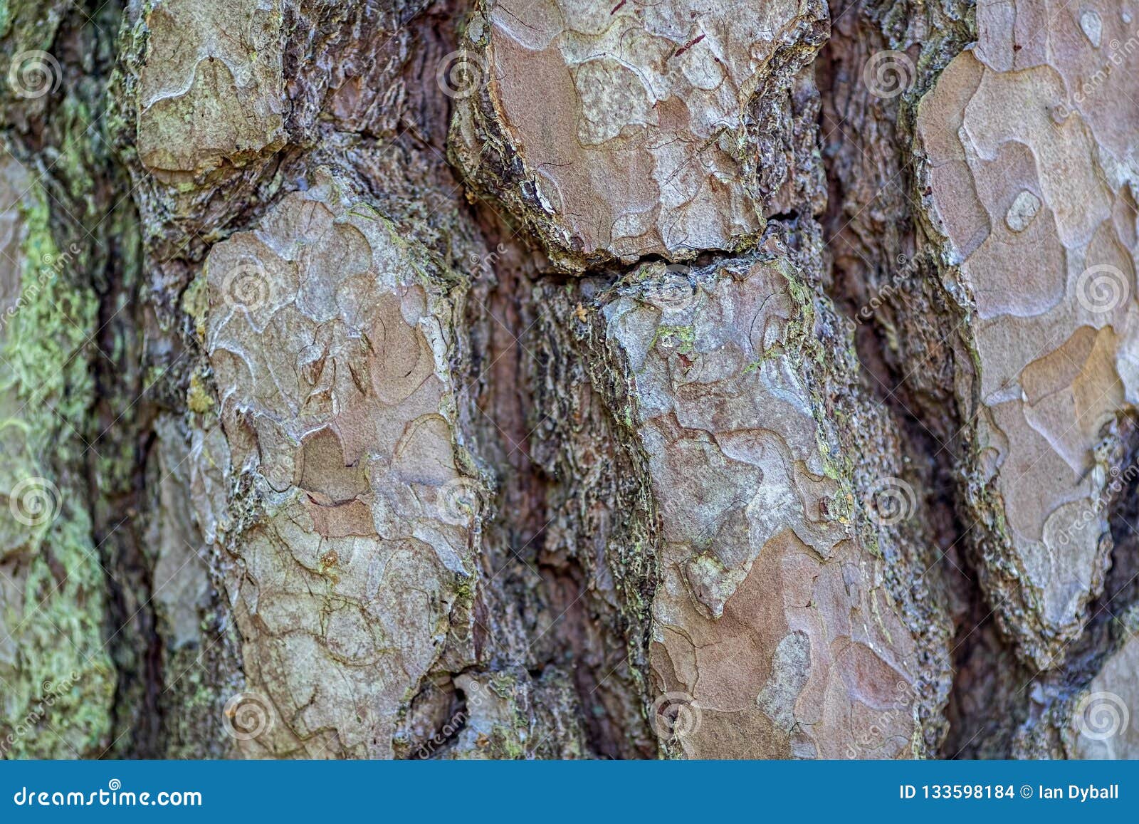 Tree Bark. Abstract Nature Background Texture and Pattern Image Stock ...