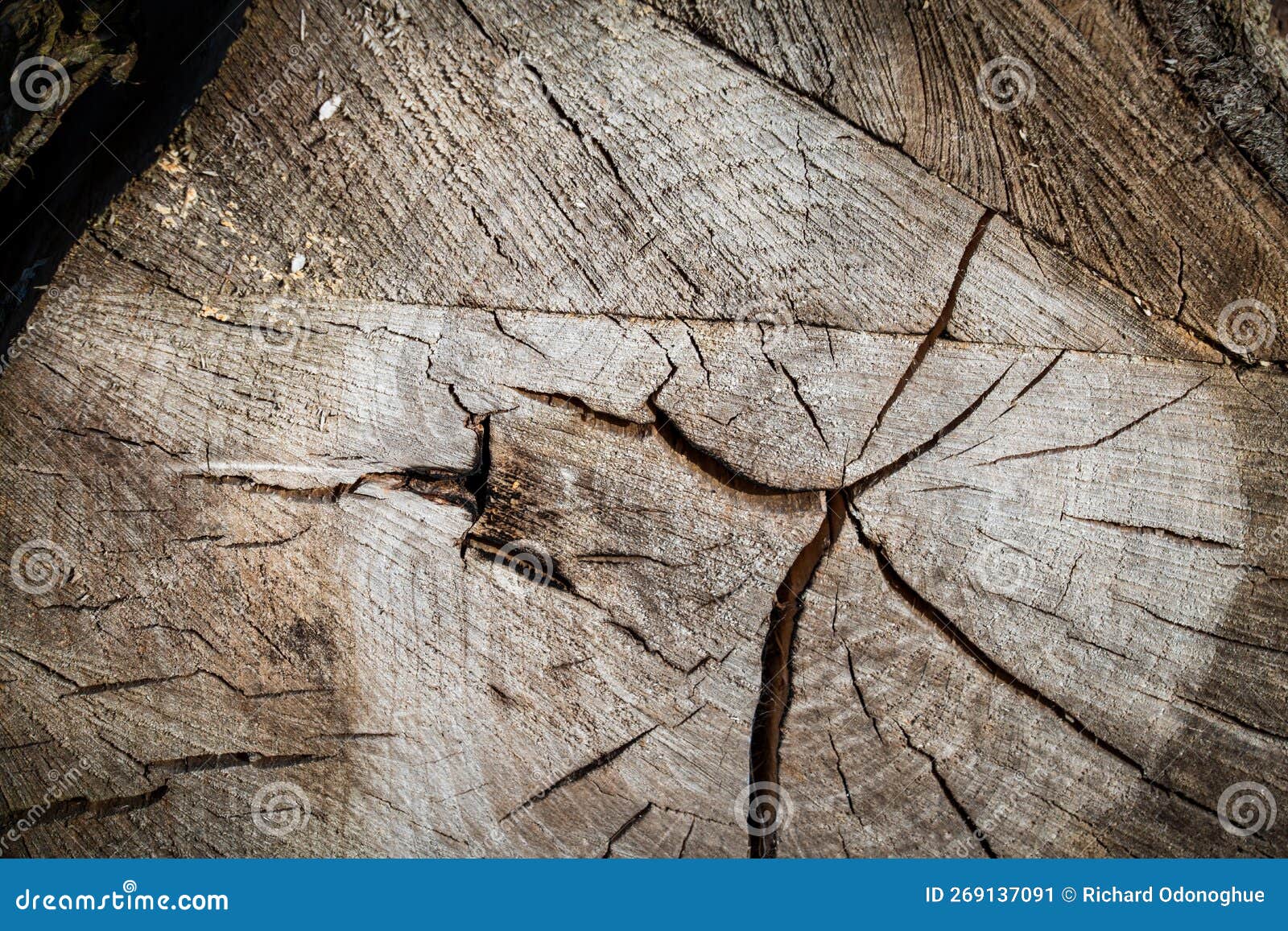 Tree Bark Abstract Texture Background Pattern Multi Use Abstract Image ...
