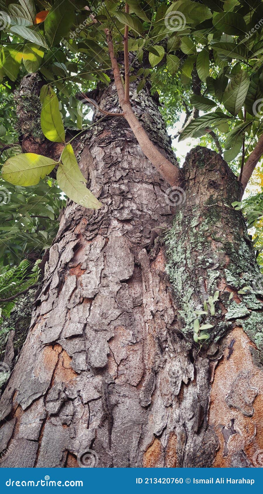 Tree Bark Animal Camouflage Stock Photo - Image of trunk, bark: 213420760