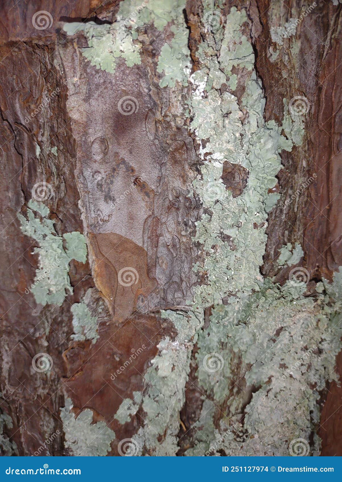 Tree bark art life skin stock photo. Image of skin, rock - 251127974