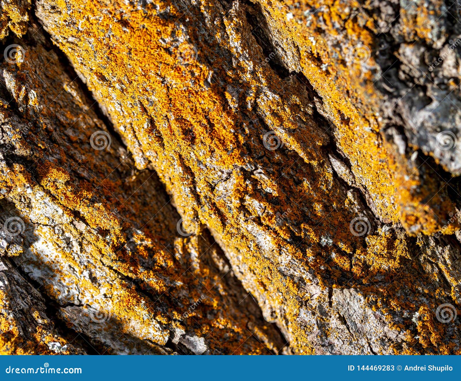 Tree Bark As Abstract Background Stock Image - Image of material ...