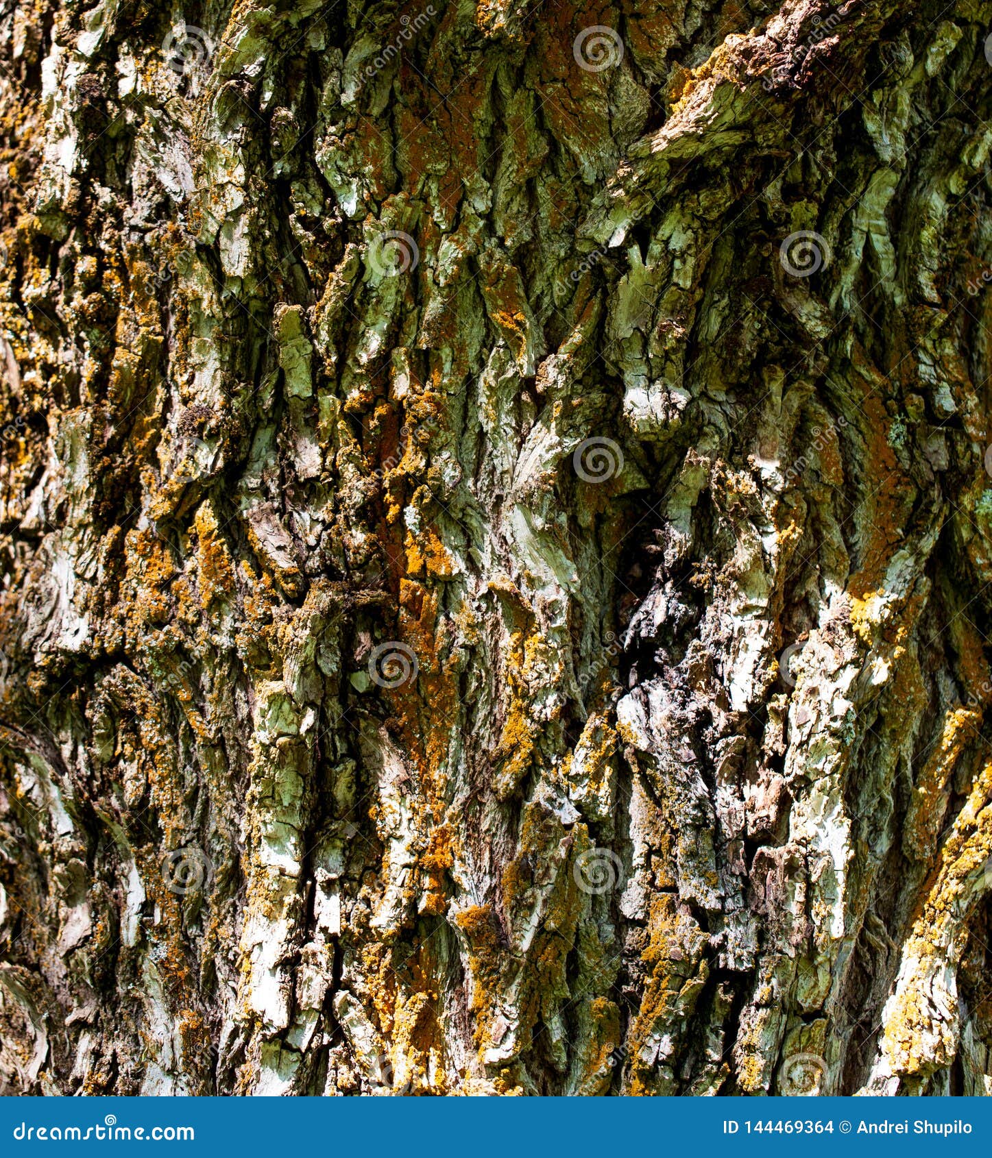 Tree Bark As Abstract Background Stock Photo - Image of surface ...