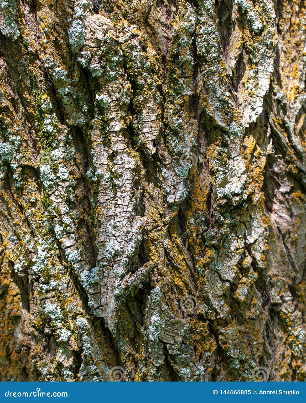 Tree Bark As Abstract Background Stock Image - Image of bark, surface ...