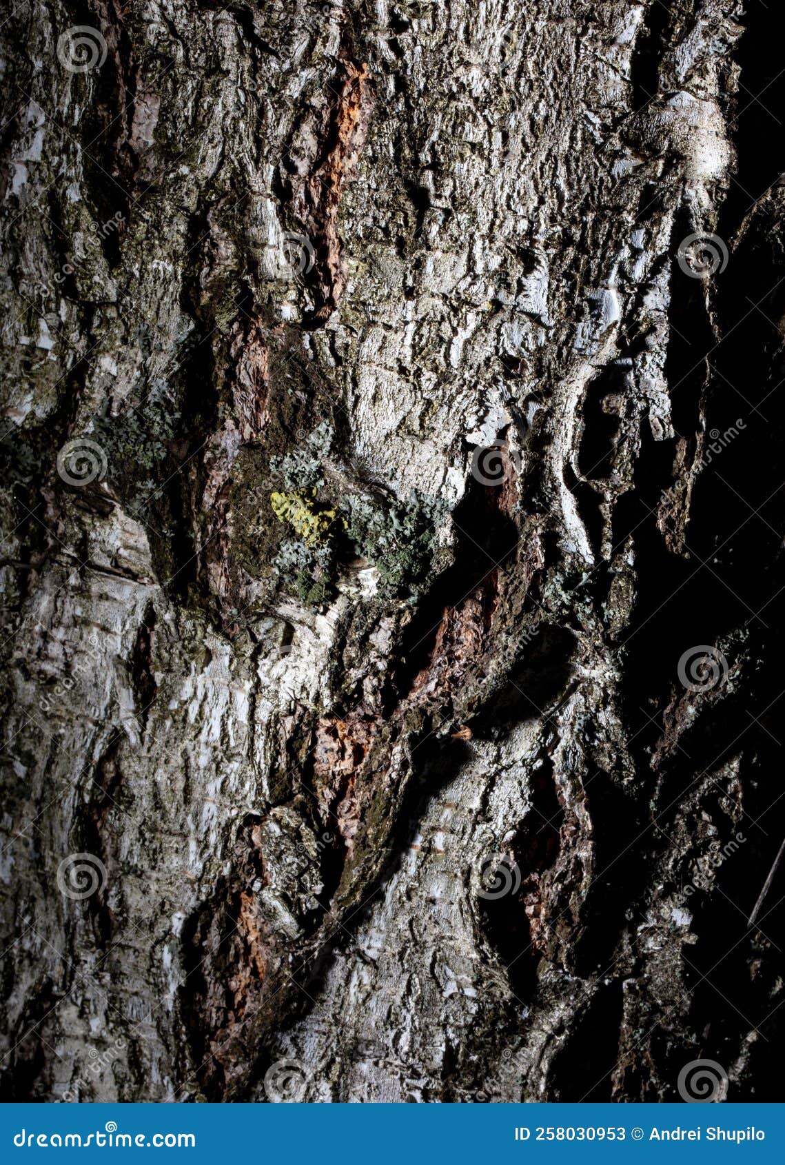 Tree Bark As an Abstract Background. Stock Image - Image of organic ...