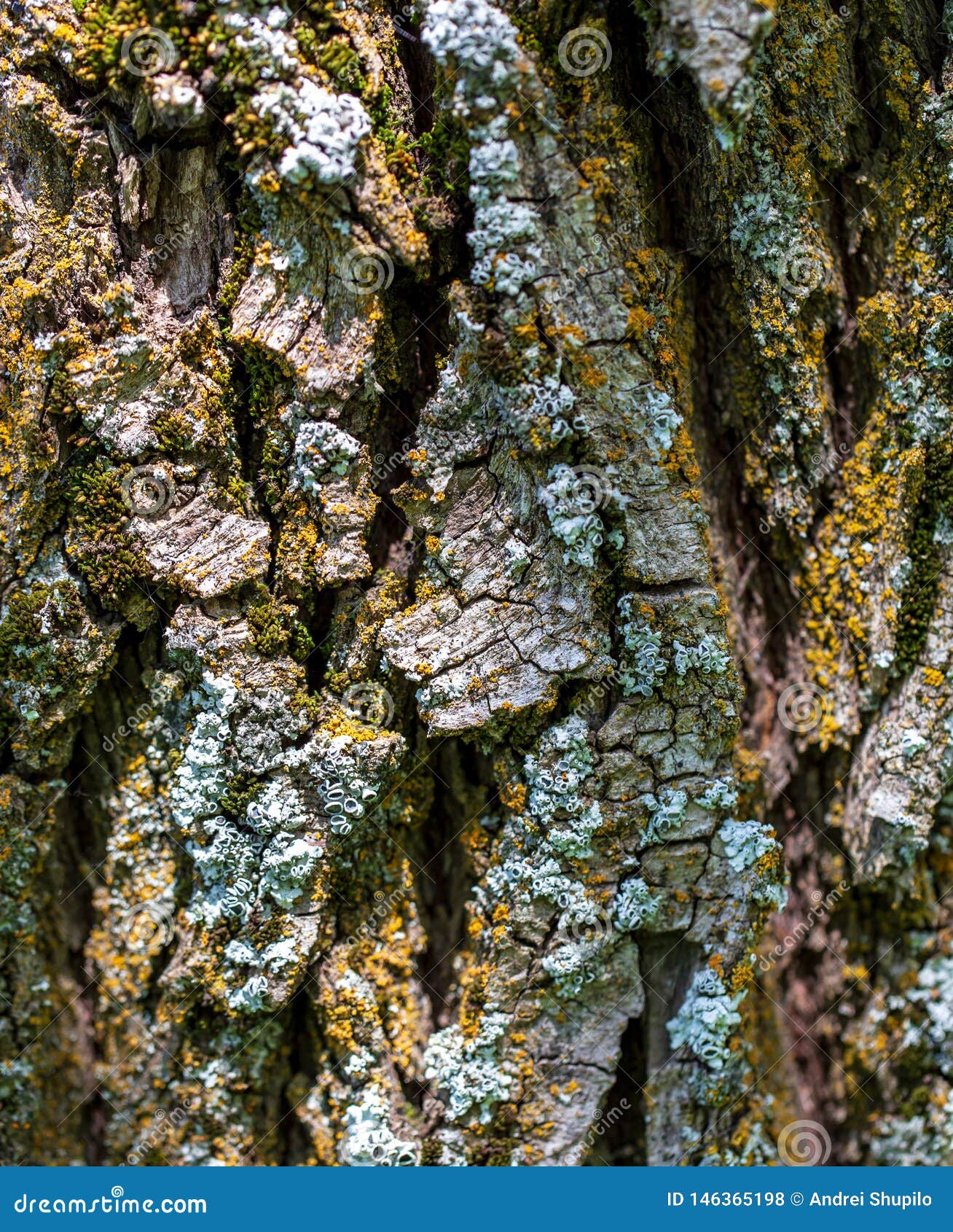 Tree Bark As Abstract Background Stock Photo - Image of moss, bark ...