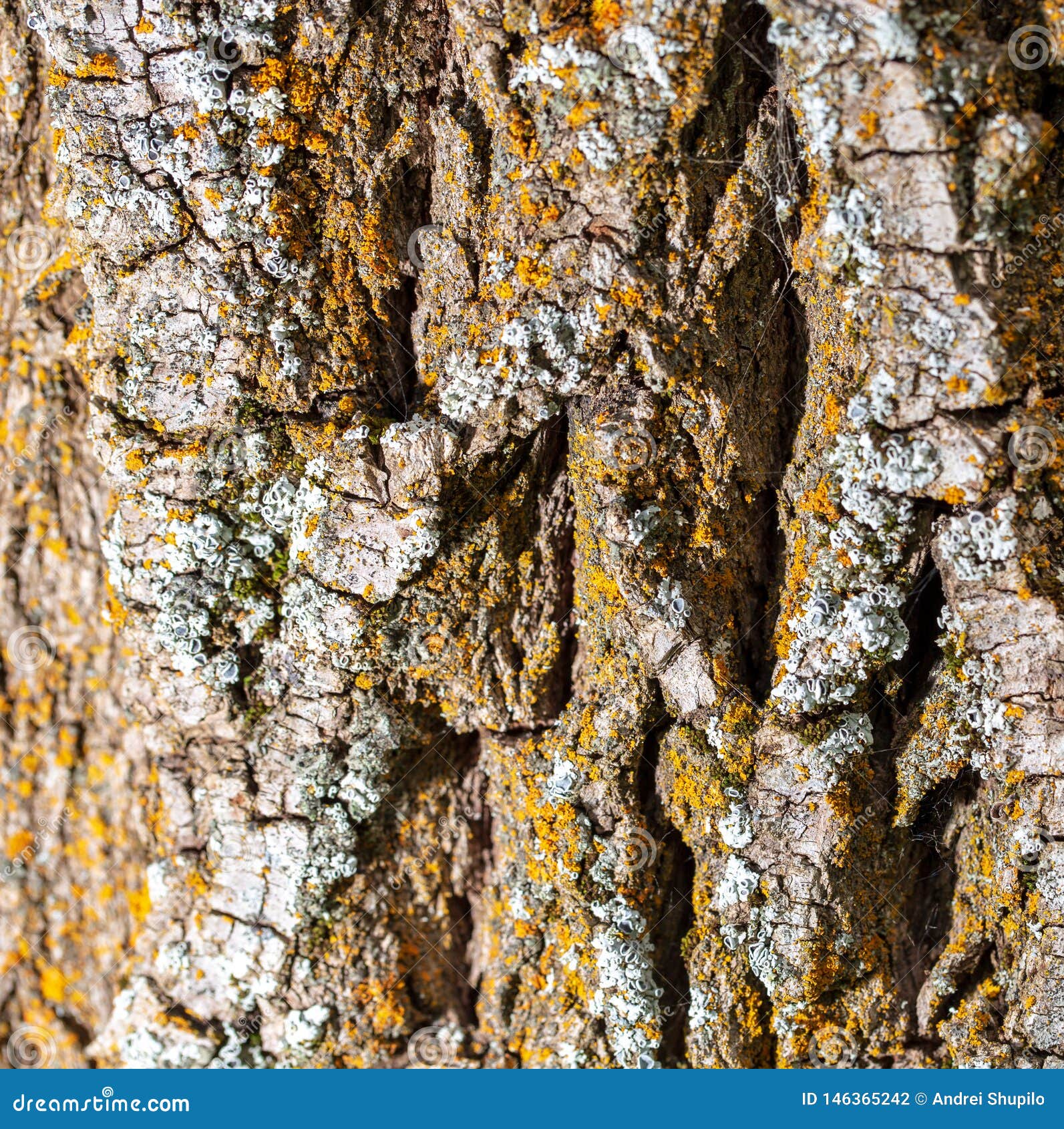 Tree Bark As Abstract Background Stock Photo - Image of macro, skin ...