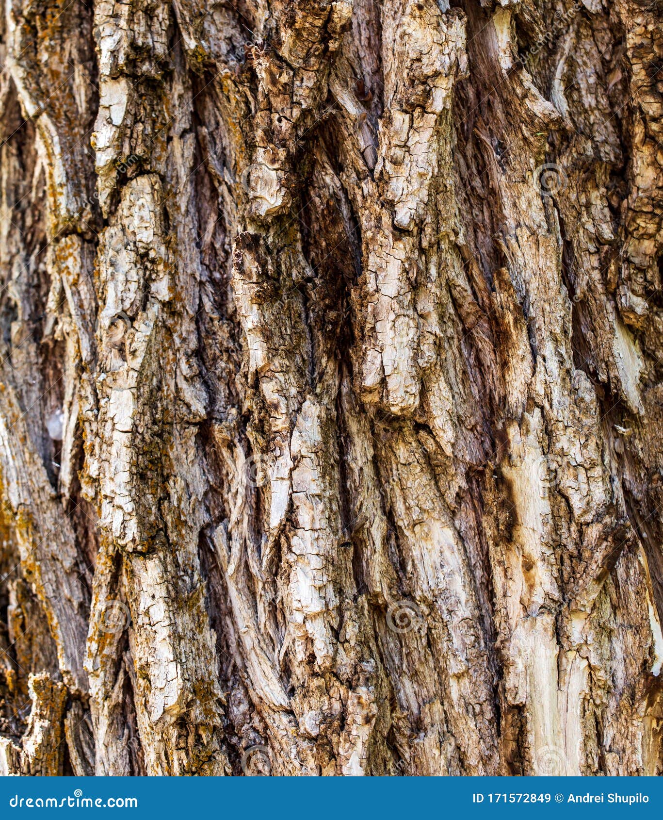 Tree Bark As Abstract Background Stock Image - Image of environment ...