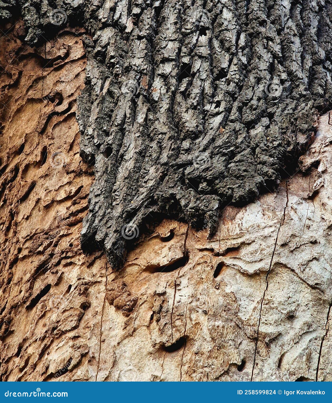 Tree Bark As Background Texture for Artists Stock Photo - Image of ...