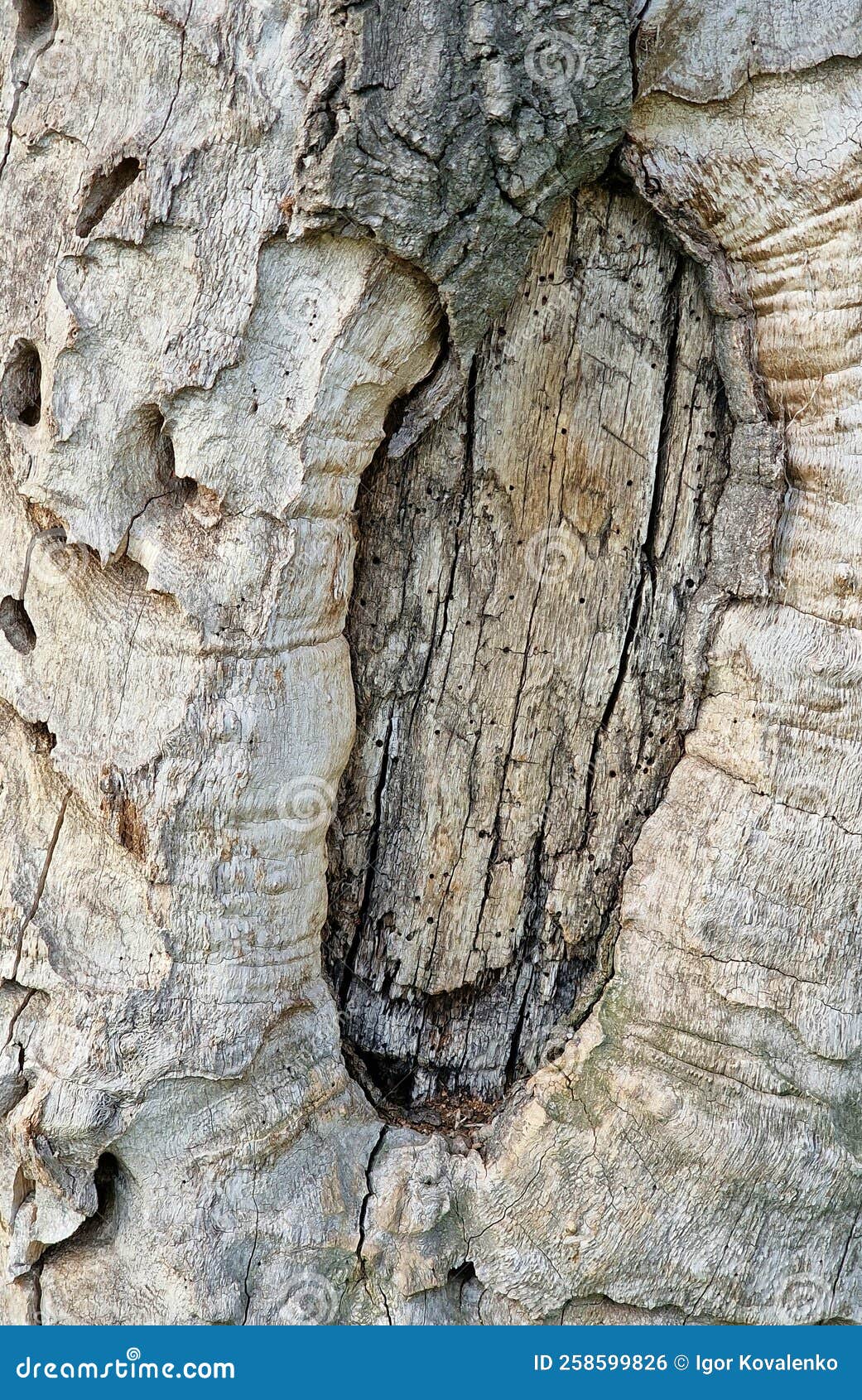 Tree Bark As Background Texture for Artists Stock Photo - Image of ...