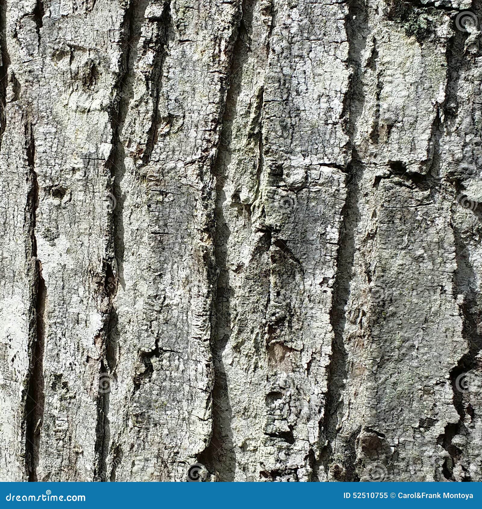 Tree Bark As Background stock image. Image of rough, abstract - 52510755