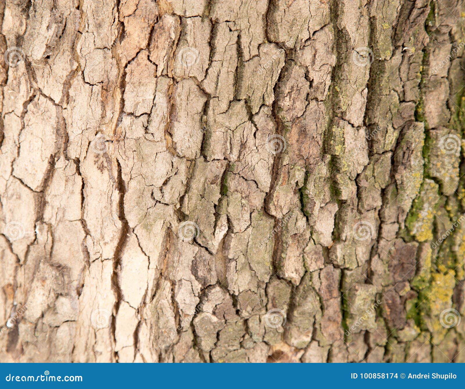 Tree bark as background stock photo. Image of background - 100858174