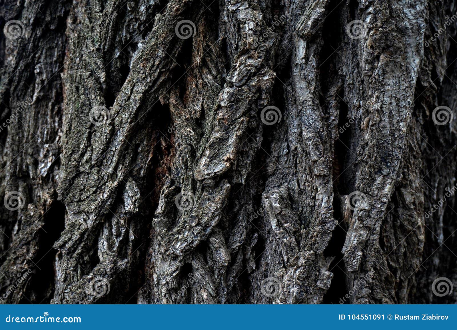 Tree Bark Ash Tree Natural Pattern Stock Image - Image of unique ...