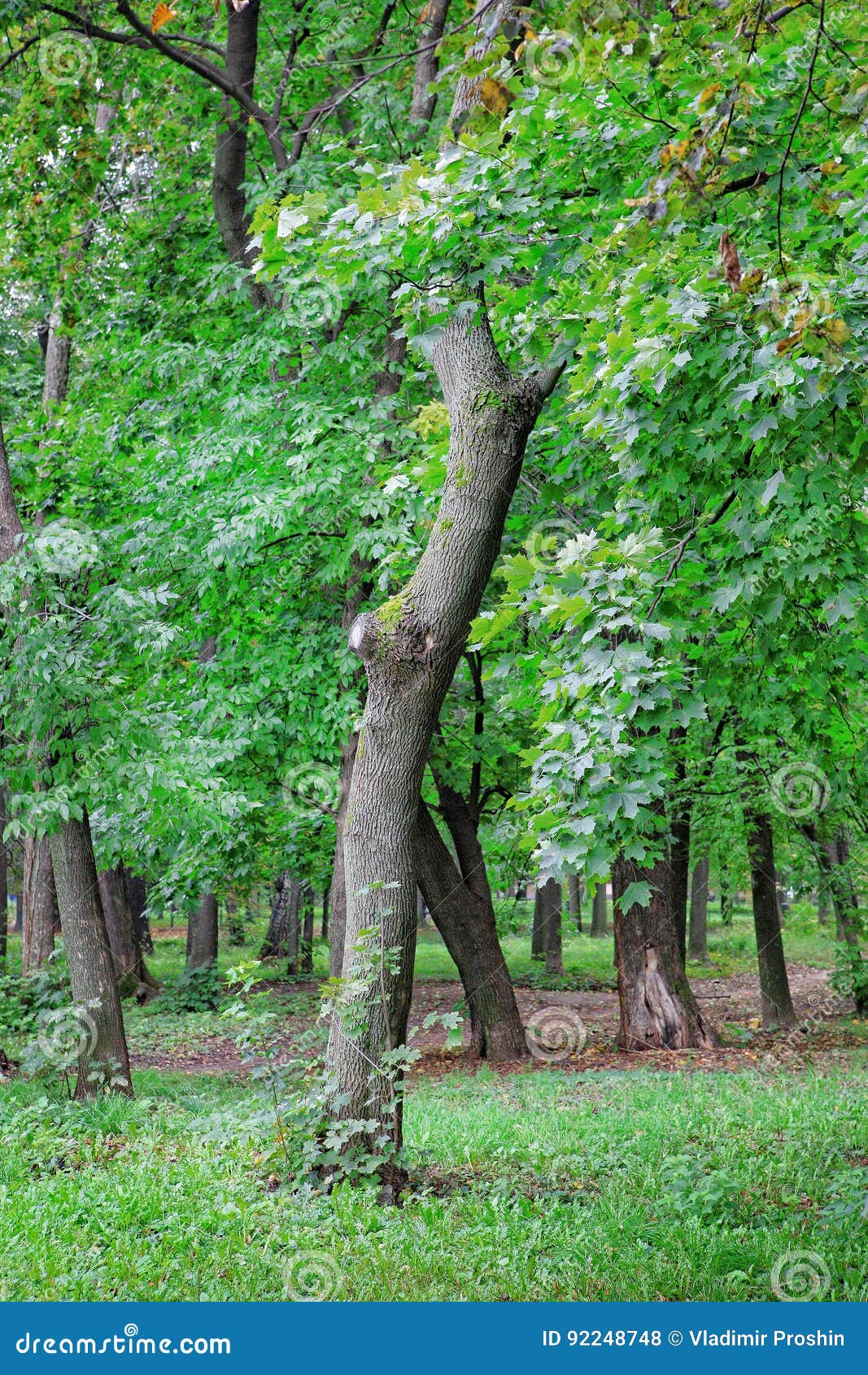 Tree with Bark in Autumn Park Stock Photo - Image of autumnforest ...