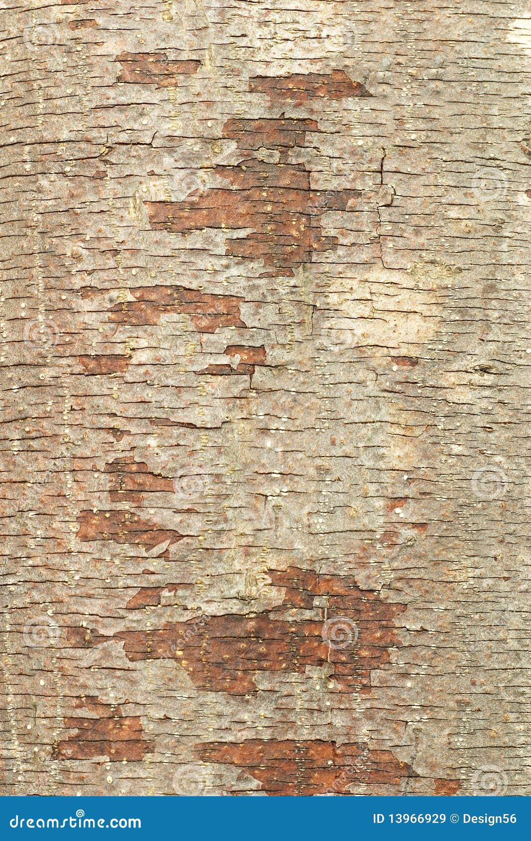 Tree bark background stock image. Image of vertical, cracks - 13966929