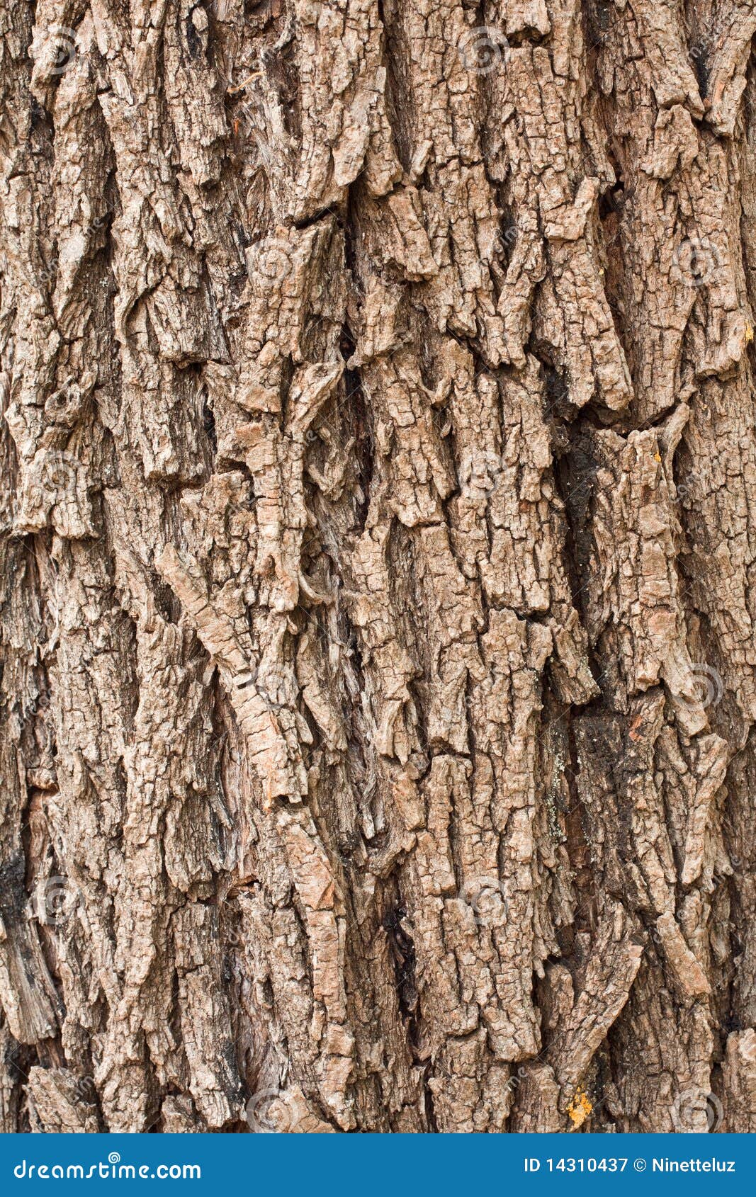 Tree Bark Background stock image. Image of gray, closeup - 14310437