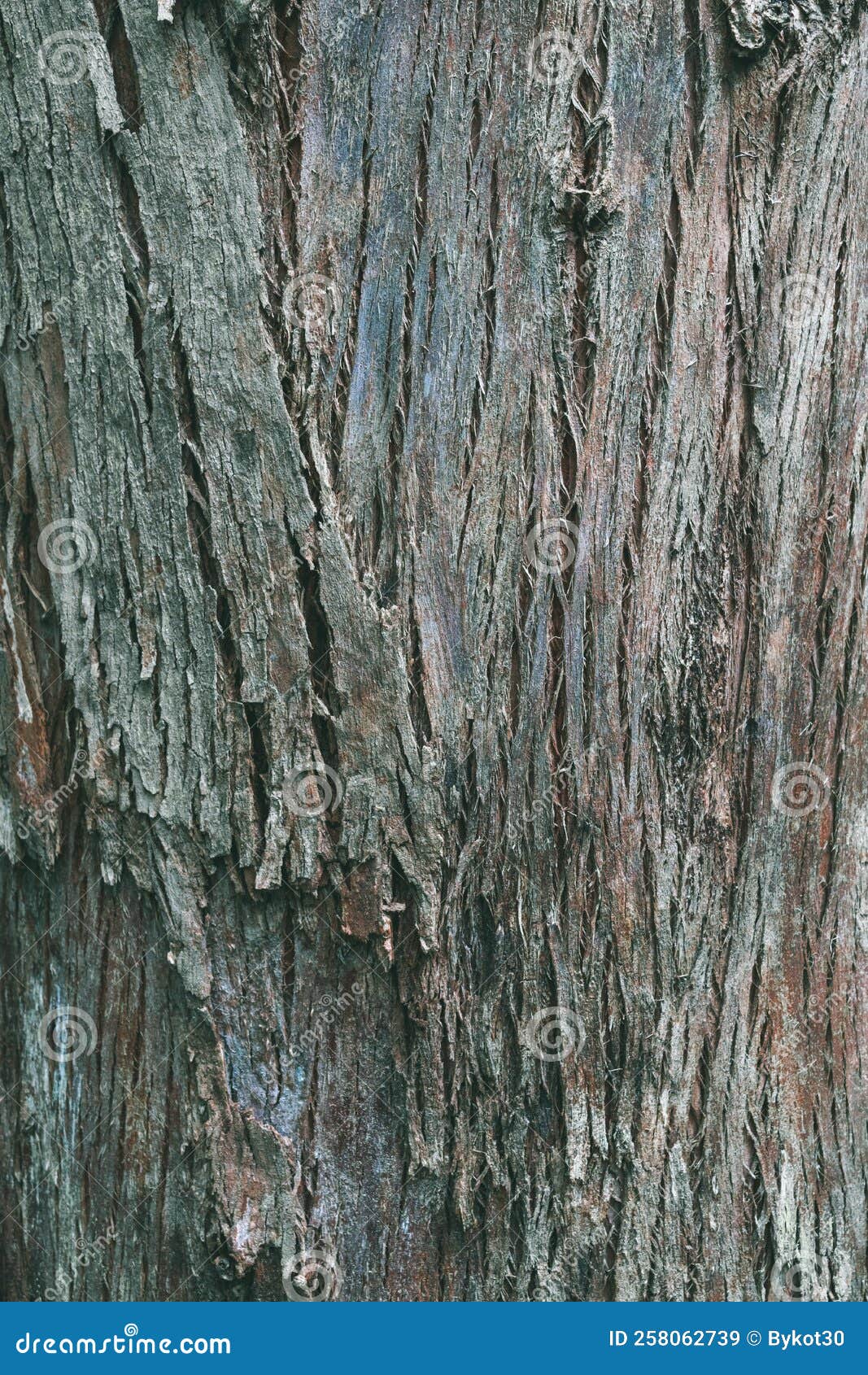 Tree Bark Close-up. Wood Texture. Tree Background. Tree Trunk. Rough ...