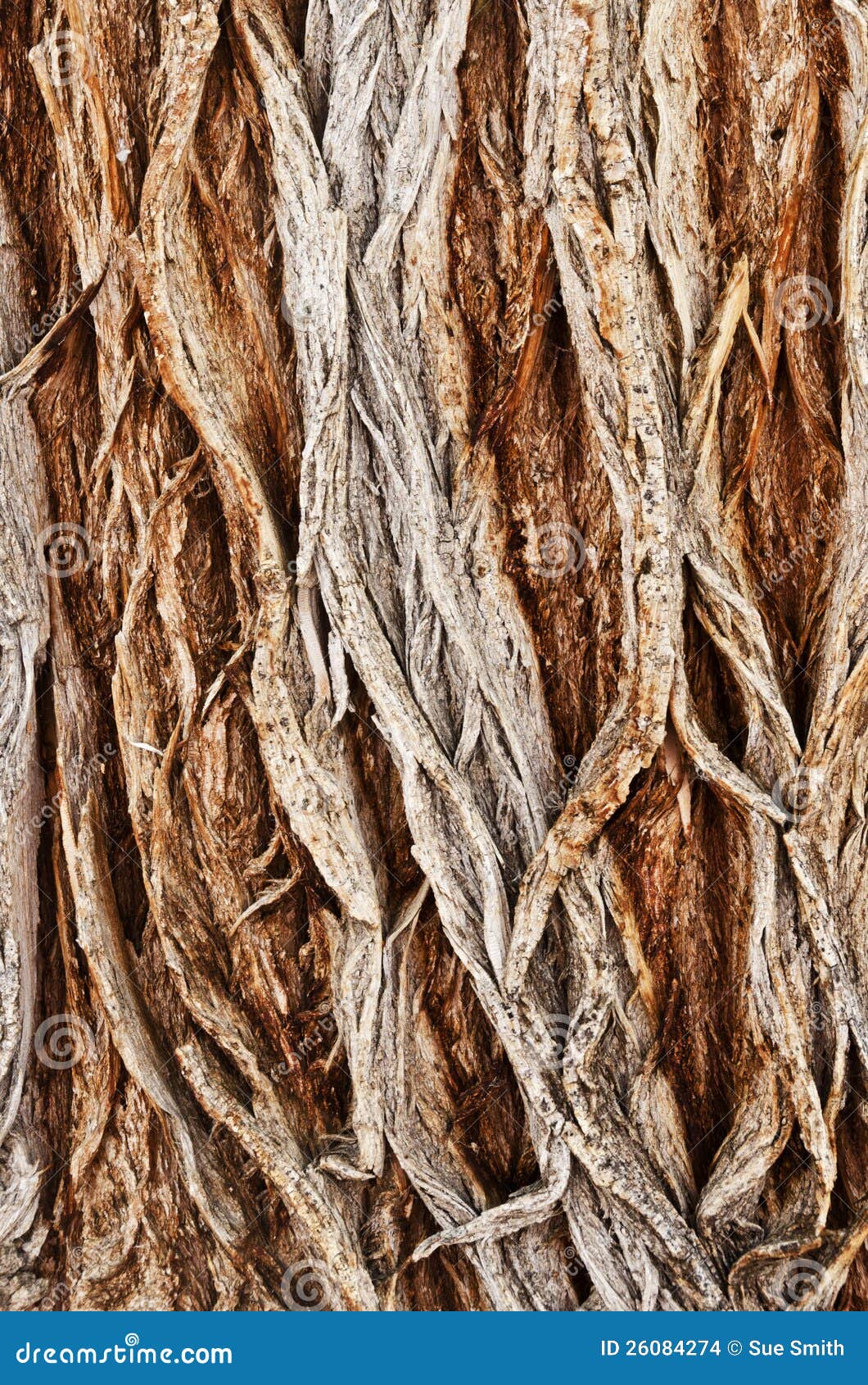 Tree Bark Background stock photo. Image of trees, composition - 26084274