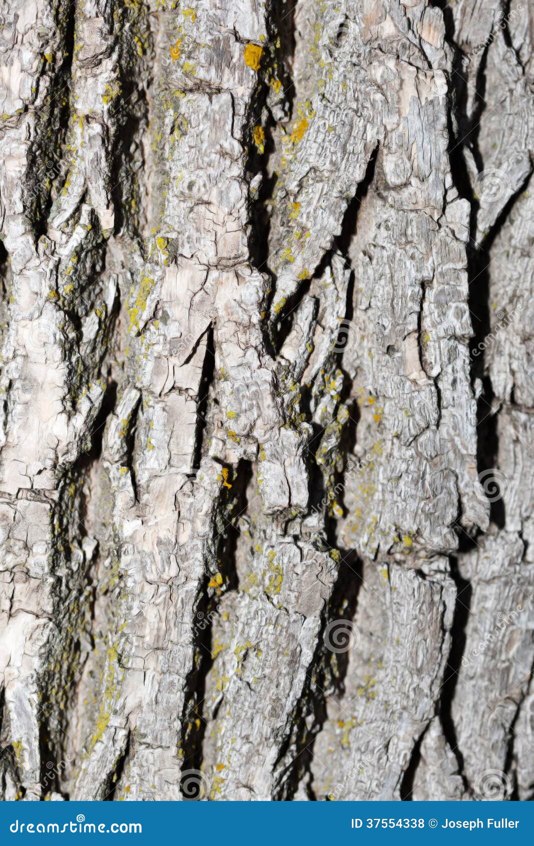 Tree Bark Background. stock photo. Image of textured - 37554338