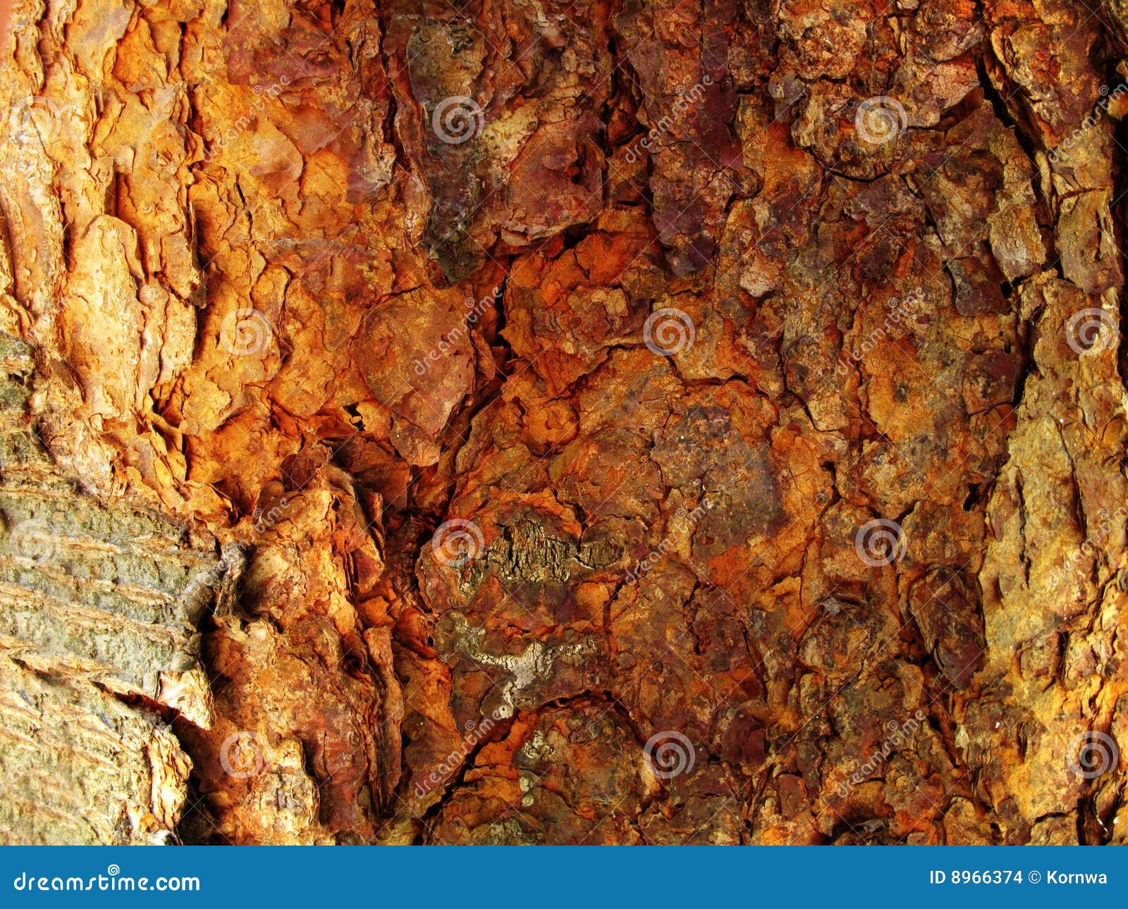 Tree Bark Background stock photo. Image of erosion, cracks - 8966374