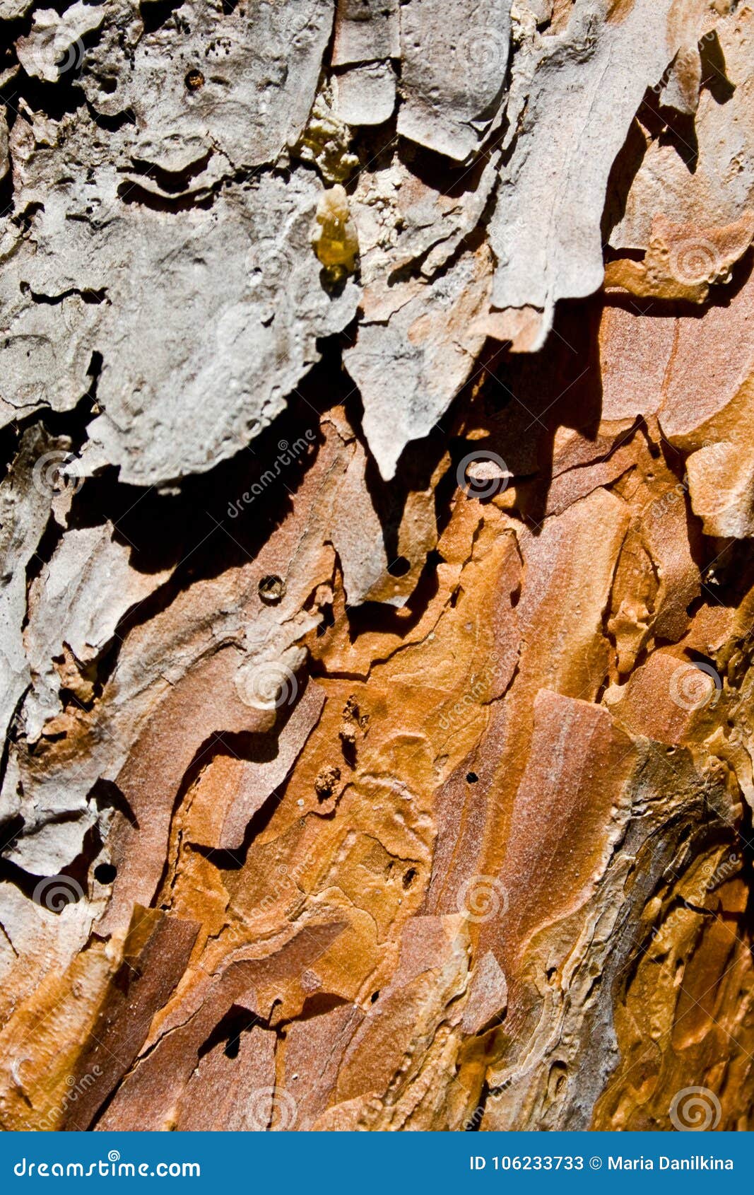 Tree bark background stock image. Image of natural, brown - 106233733