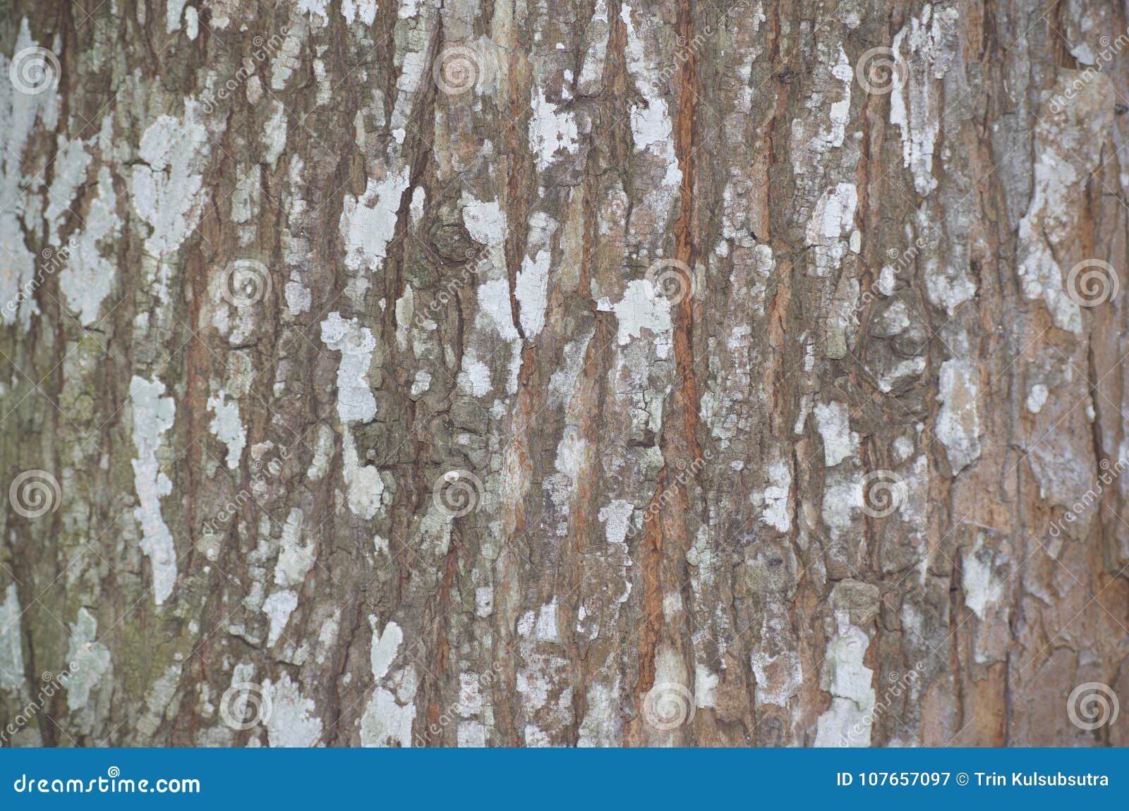 Tree Bark Background.Brown Tile Able Texture Stock Image - Image of ...