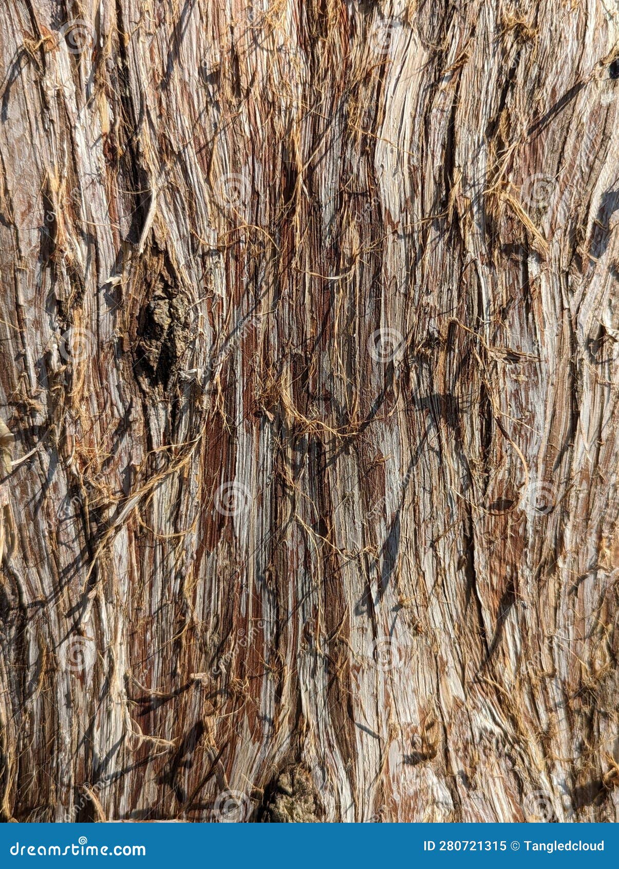 Tree Bark Background Eastern Red Cedar Detail Stock Image - Image of ...