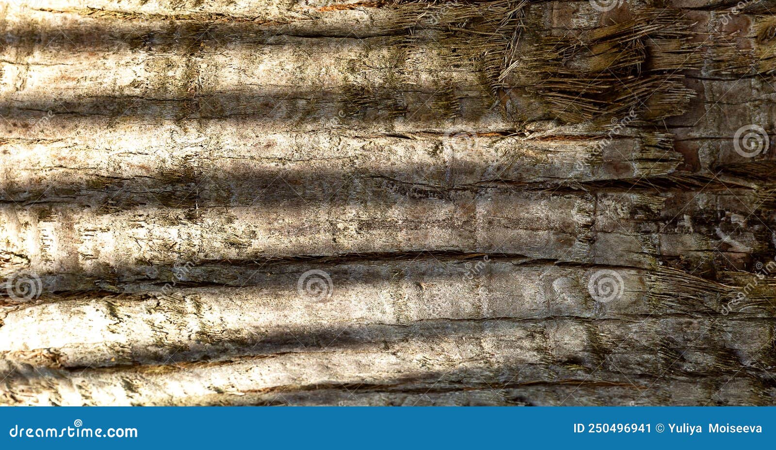 Tree bark background stock image. Image of nature, board - 250496941