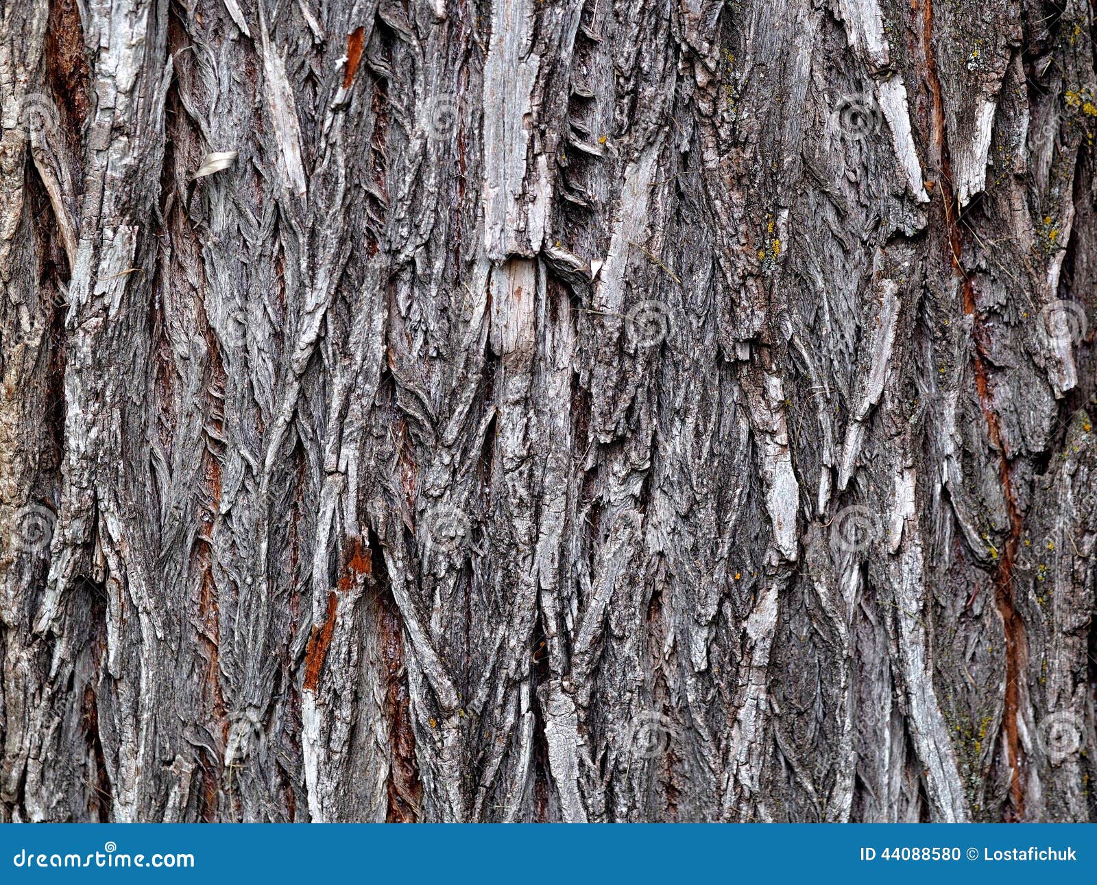 Tree Bark Background stock photo. Image of textures, abstract - 44088580