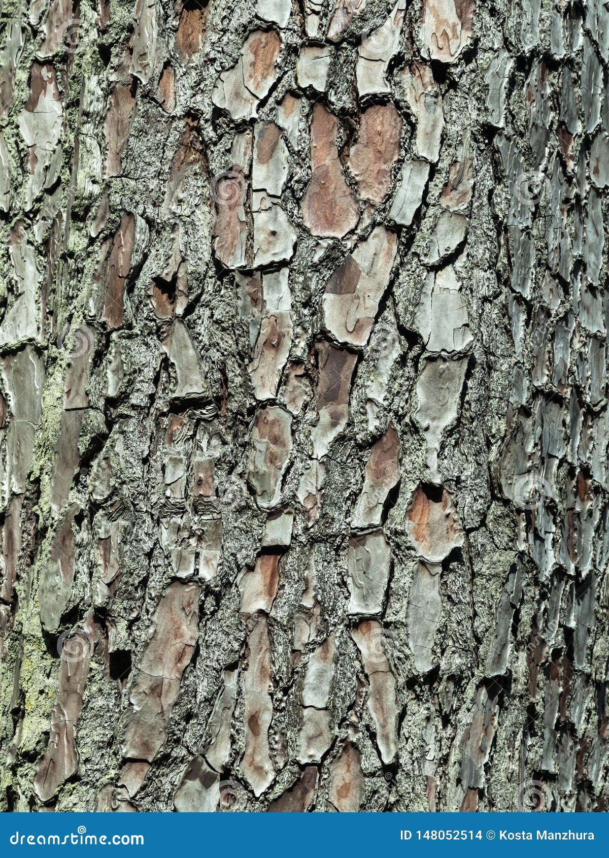 Tree Bark Background or Texture Pattern, Abstract Background and ...