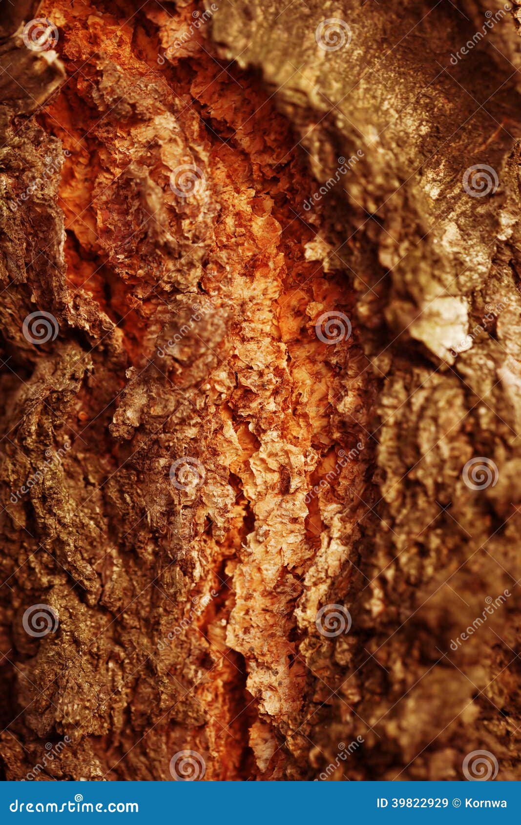 Tree Bark Background stock image. Image of rust, erosion - 39822929