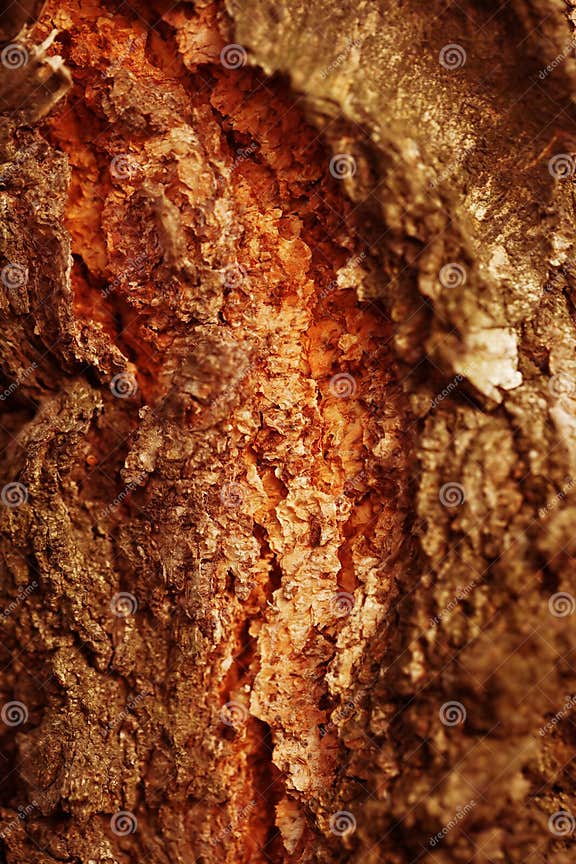 Tree Bark Background stock image. Image of rust, erosion - 39822929