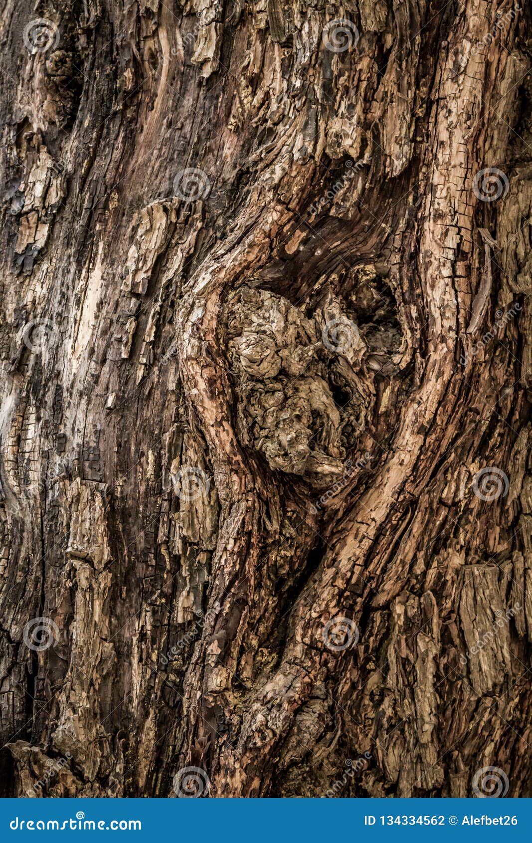 Tree Bark Background. Texture Stock Photo - Image of knot, bark: 134334562