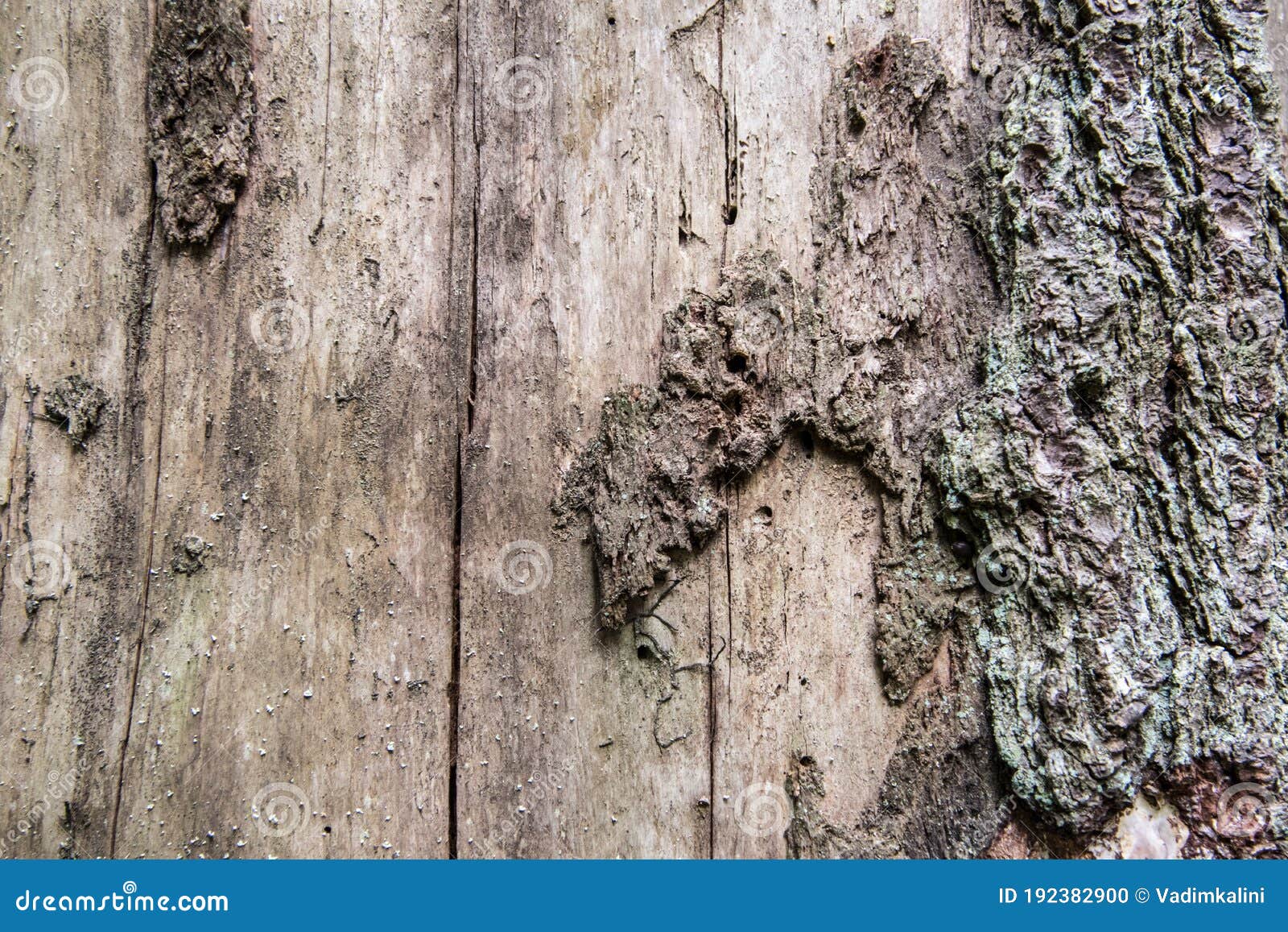 Tree without Bark Background. Stock Photo - Image of backdrop, solid ...