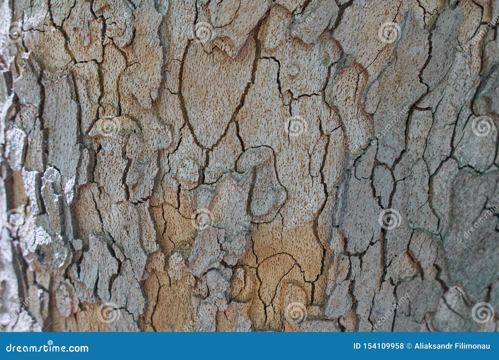 Tree Bark Backgroung. Natural Light Stock Photo - Image of lumber ...